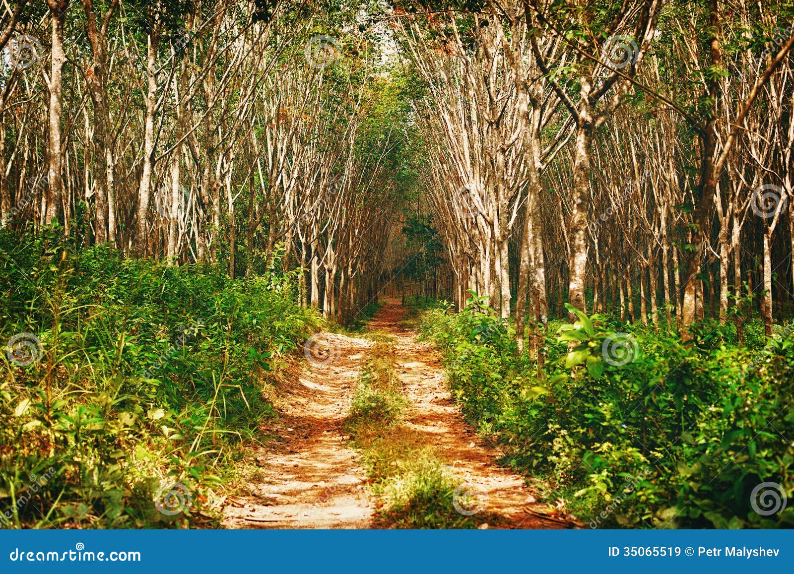 Rubber-tree Forest stock image. Image of season, grass - 35065519