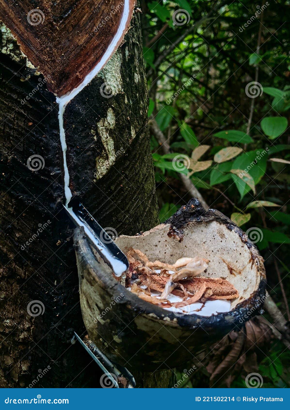 Rubber Tree in forest stock photo. Image of woodland - 221502214