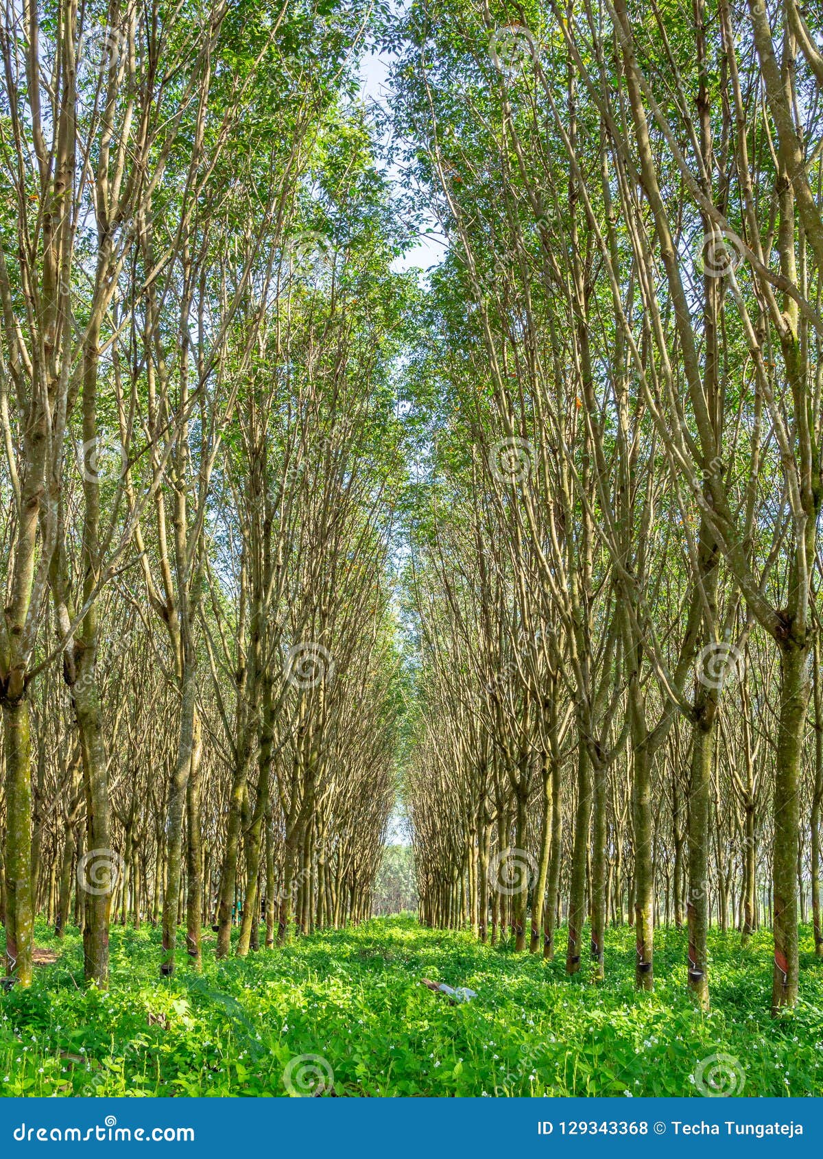 Rubber tree forest stock photo. Image of industry, material - 129343368