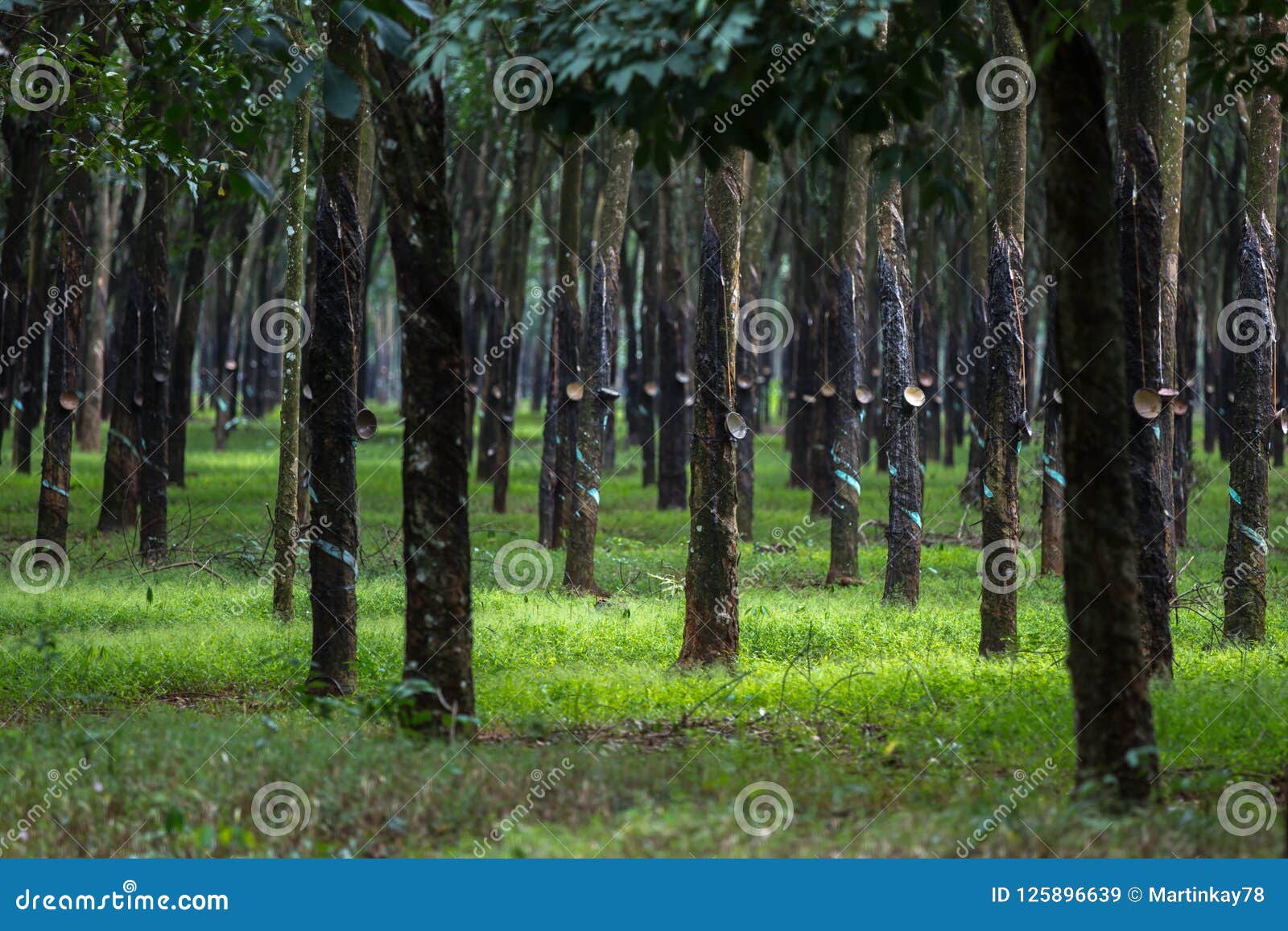 Rubber tree forest stock image. Image of latex, milk - 125896639