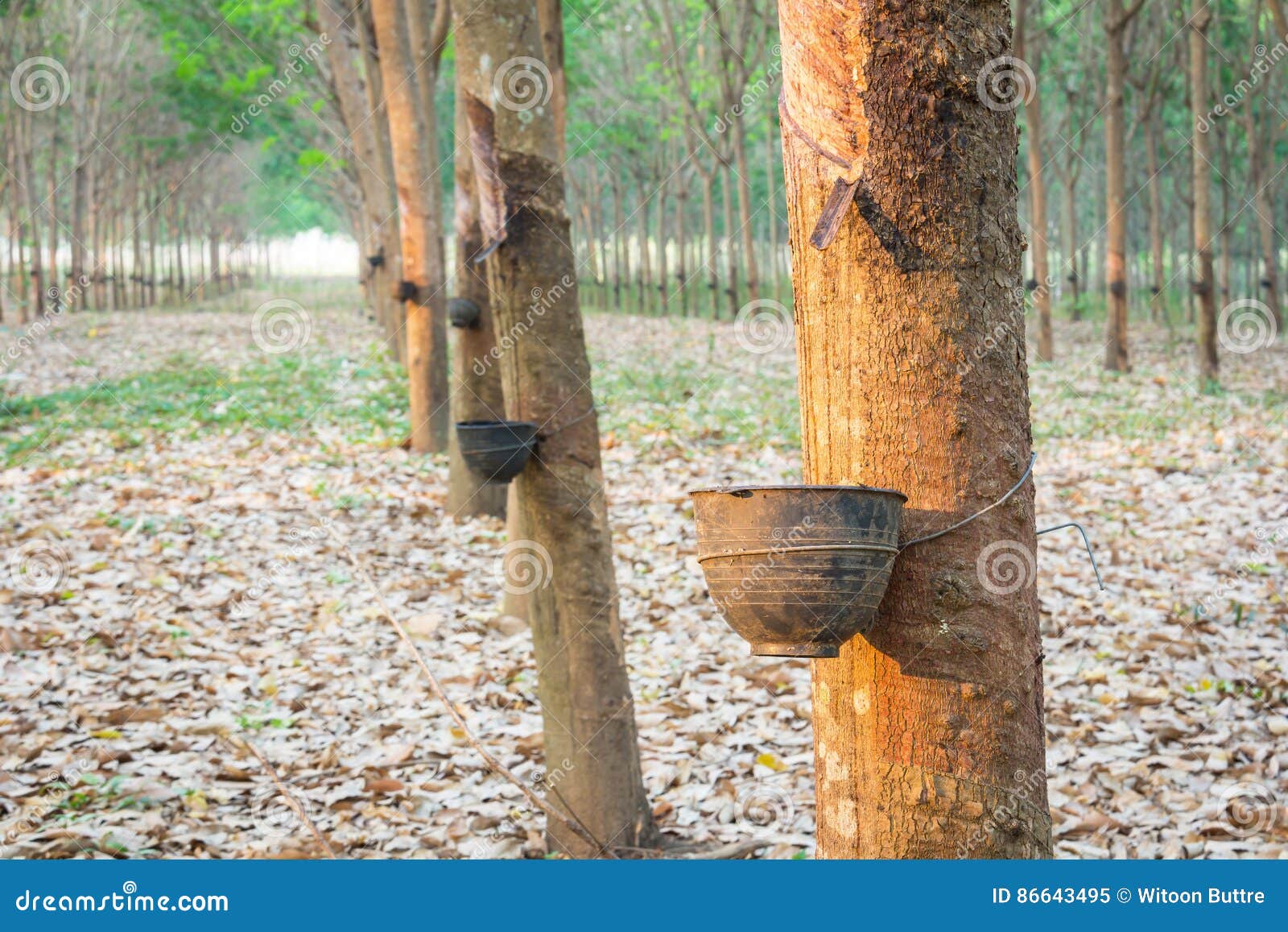 Rubber tree stock image. Image of leaf, natural, garden - 86643495