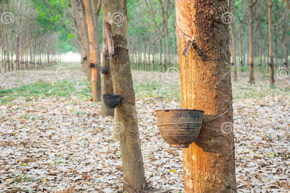 Rubber tree stock image. Image of leaf, natural, garden - 86643495