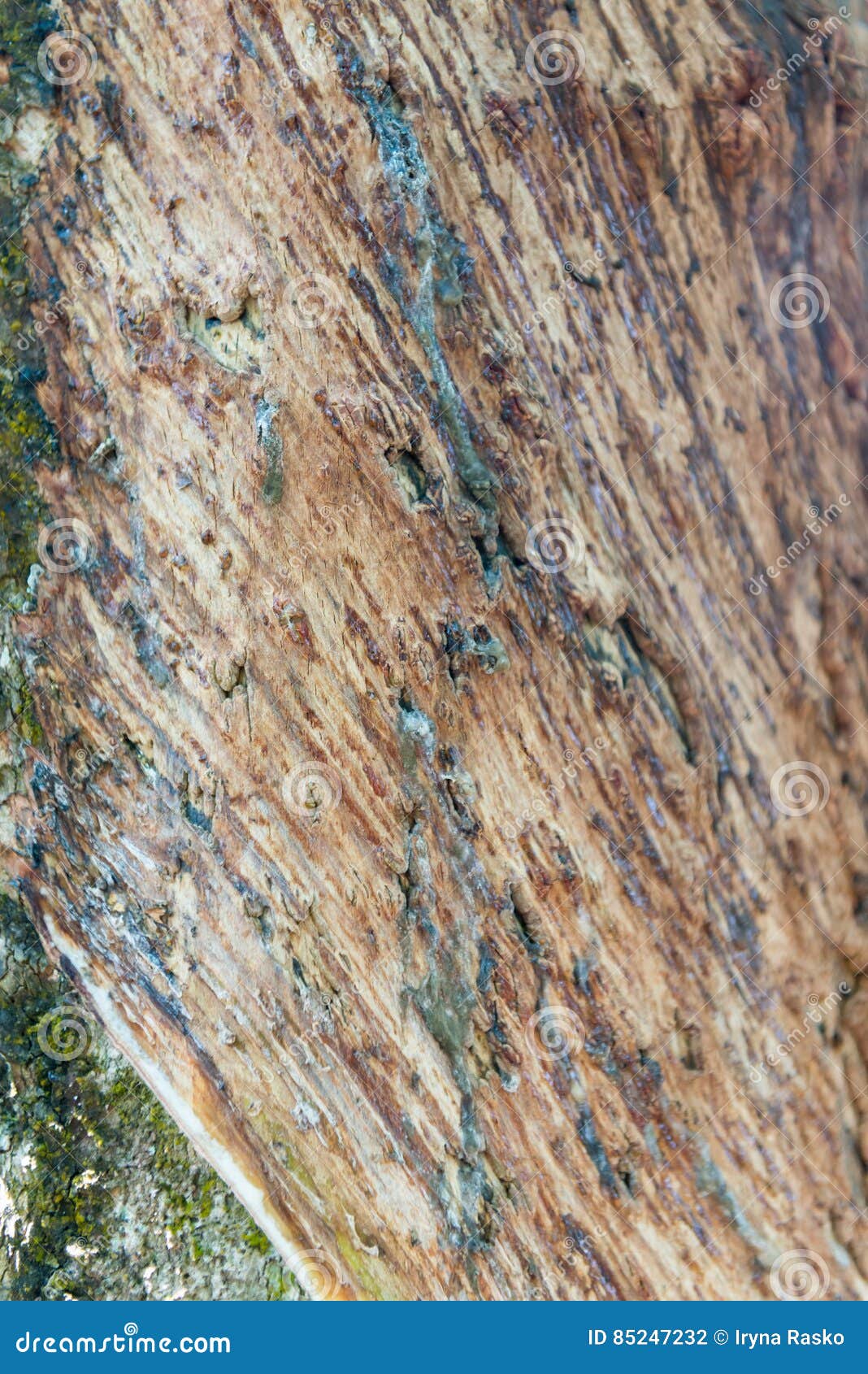 Rubber Tree Gashed Rubber Collection Stock Photos - Free & Royalty-Free ...