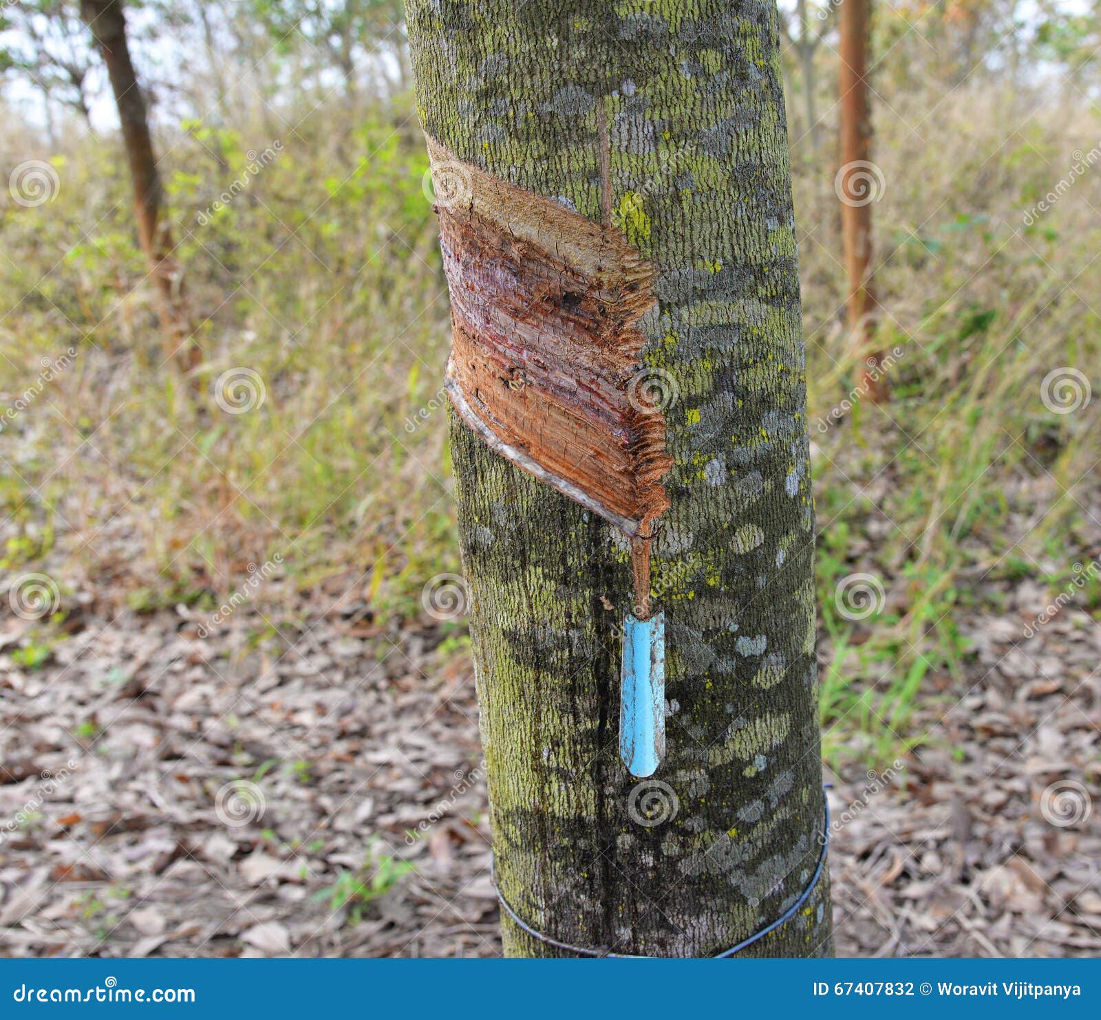 Rubber tree stock photo. Image of produce, milk, harvesting - 67407832