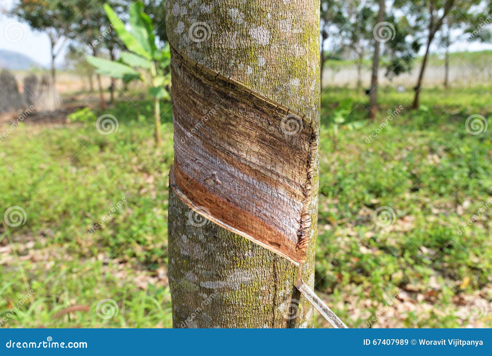 Rubber tree stock image. Image of milk, climate, agriculture - 67407989
