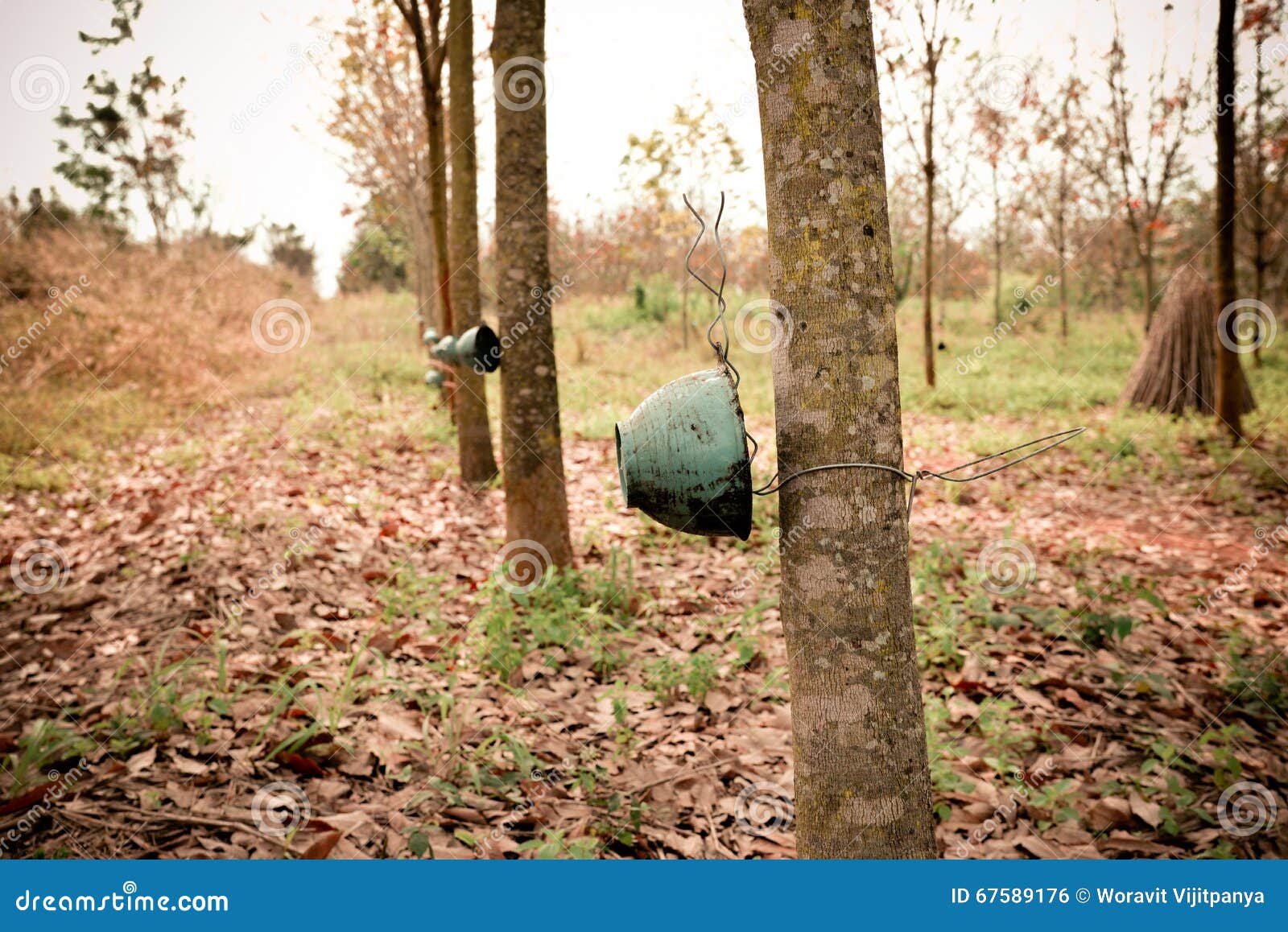 Rubber tree stock photo. Image of farm, drop, outdoor - 67589176