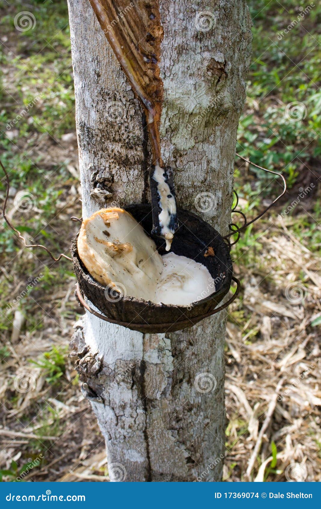 Rubber tree harvesting stock photo. Image of asia, harvesting - 17369074