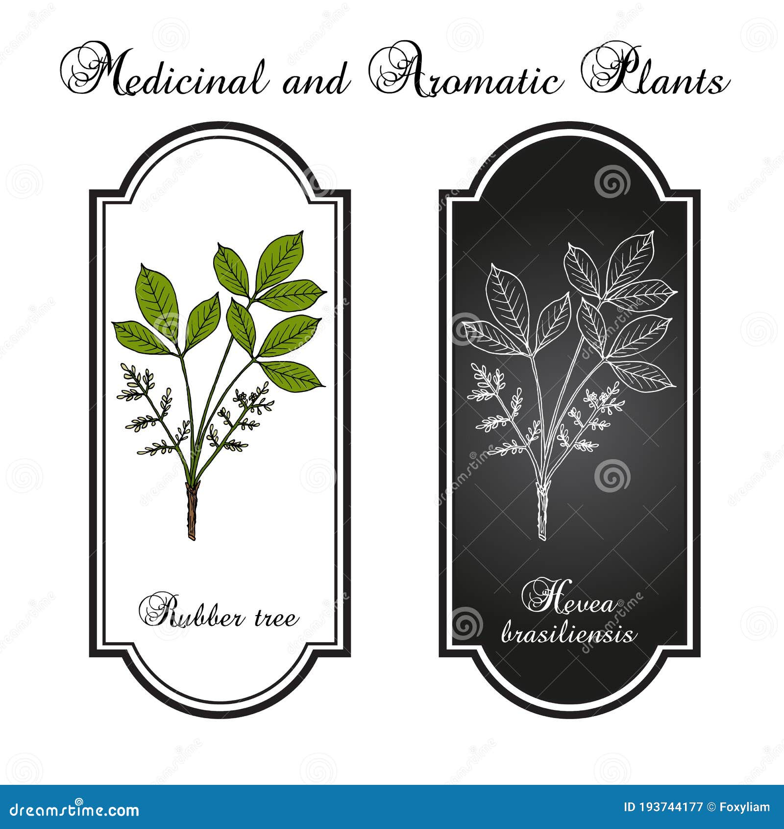 Rubber Tree Hevea Brasiliensis Stock Vector - Illustration of ...