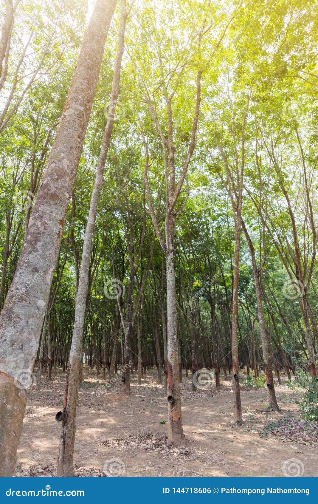Rubber Tree or Hevea Brasiliensis Stock Photo - Image of flora ...