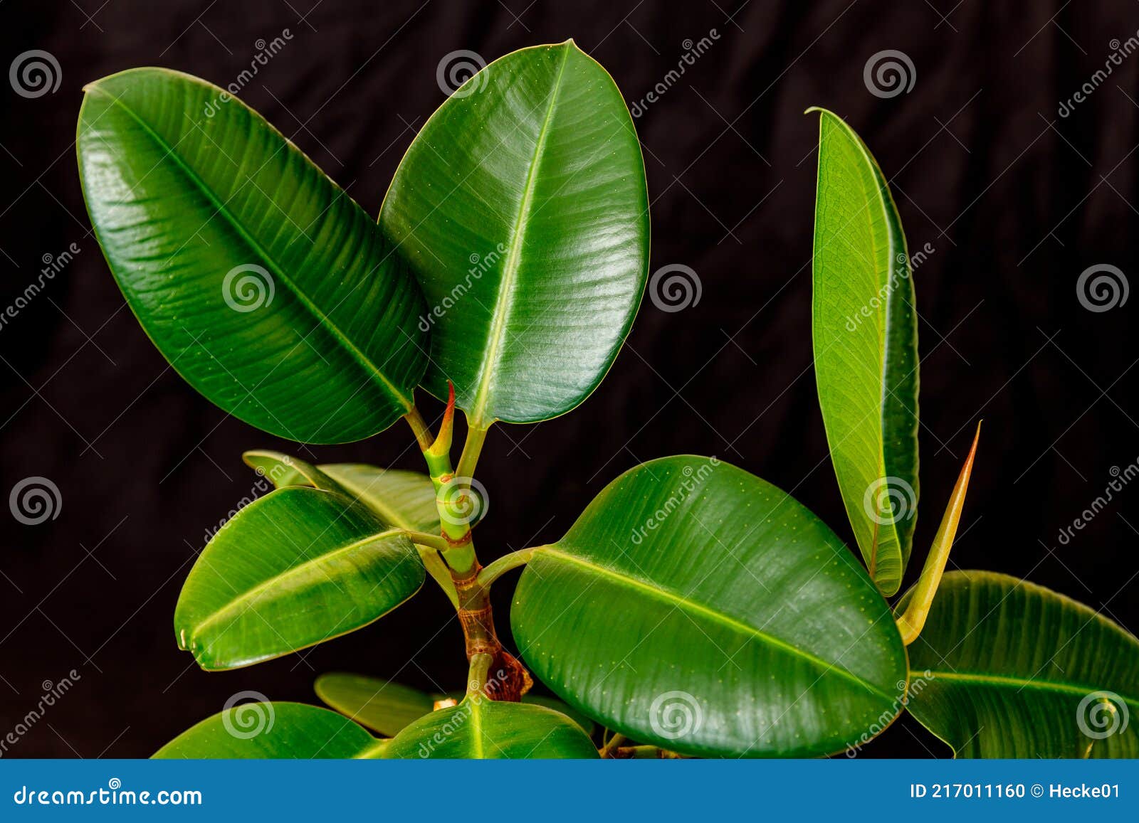 Rubber Tree Houseplant on Black Background Stock Photo - Image of macro ...