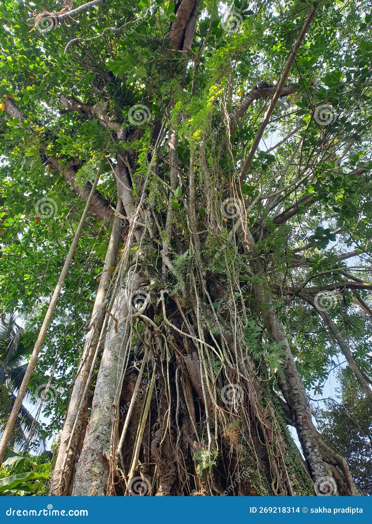 Rubber tree indonesian stock photo. Image of indonesian - 269218314