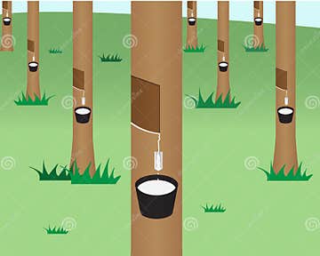 Rubber Tree Jungle in Flat Style Stock Vector - Illustration of latex ...