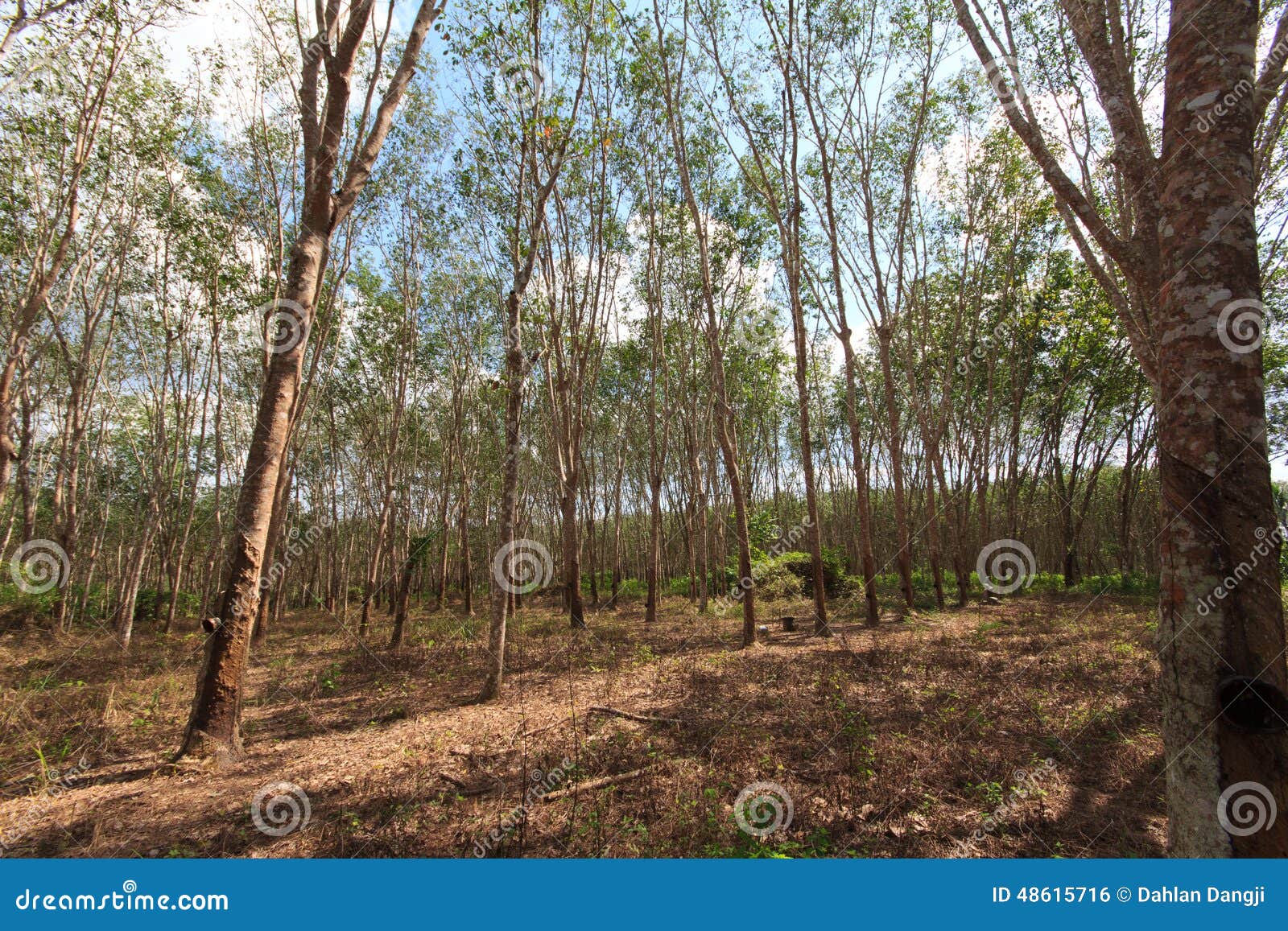 Rubber tree stock photo. Image of agriculture, landscape - 48615716