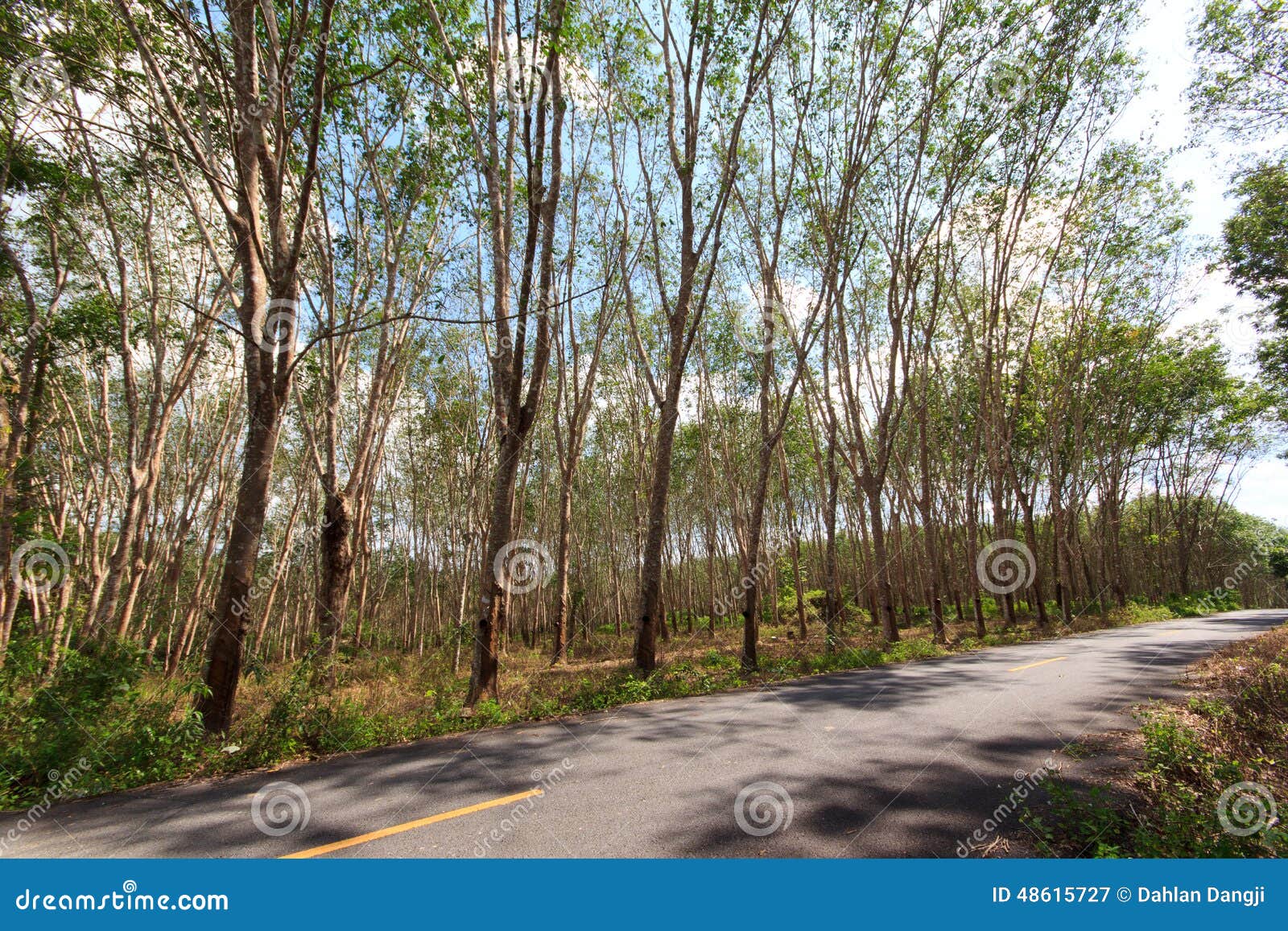 Rubber tree stock image. Image of indian, landscape, industrial - 48615727