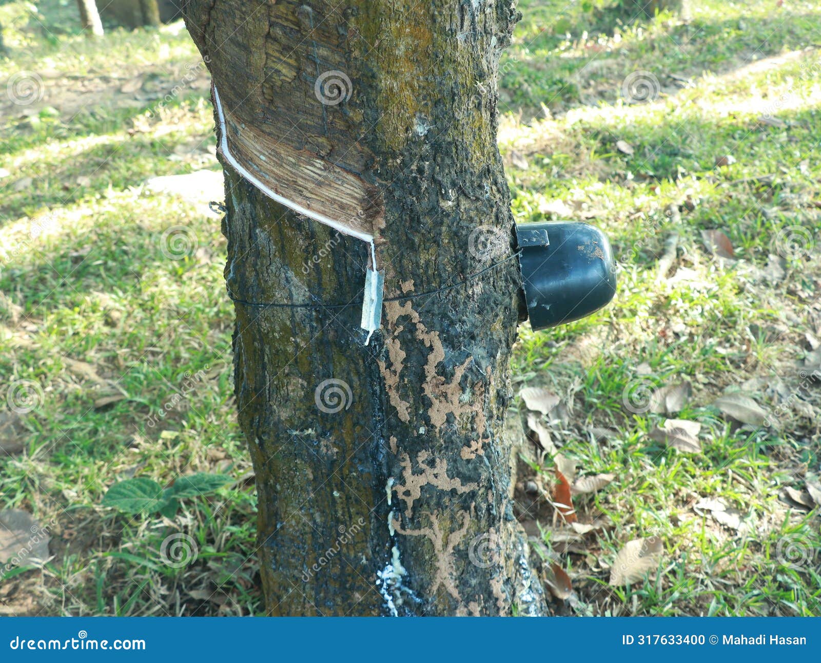 Rubber Tree and Latex Collection Process (rubber Tapping) at Sylhet ...