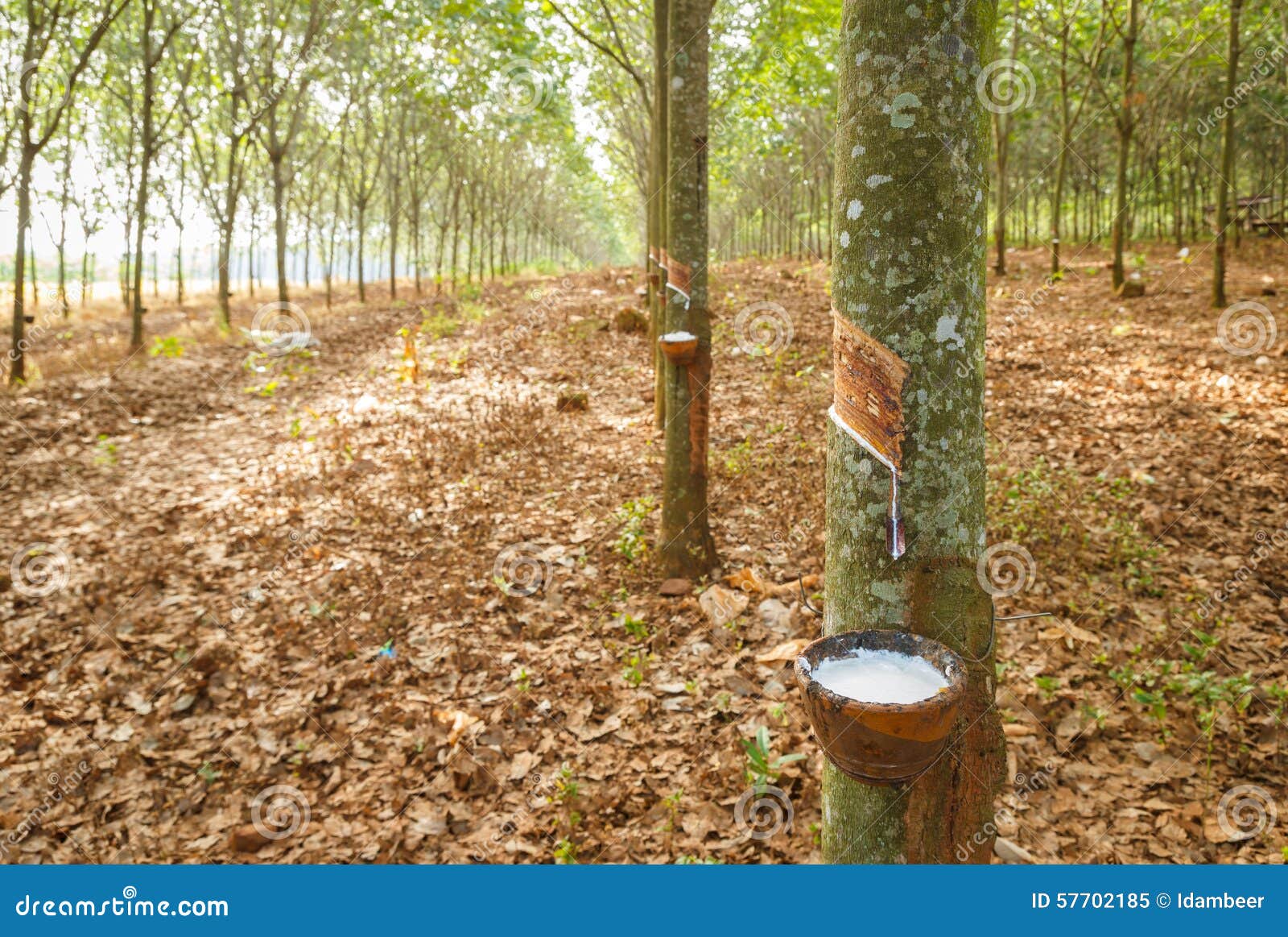 Rubber tree stock image. Image of nature, tropical, production - 57702185