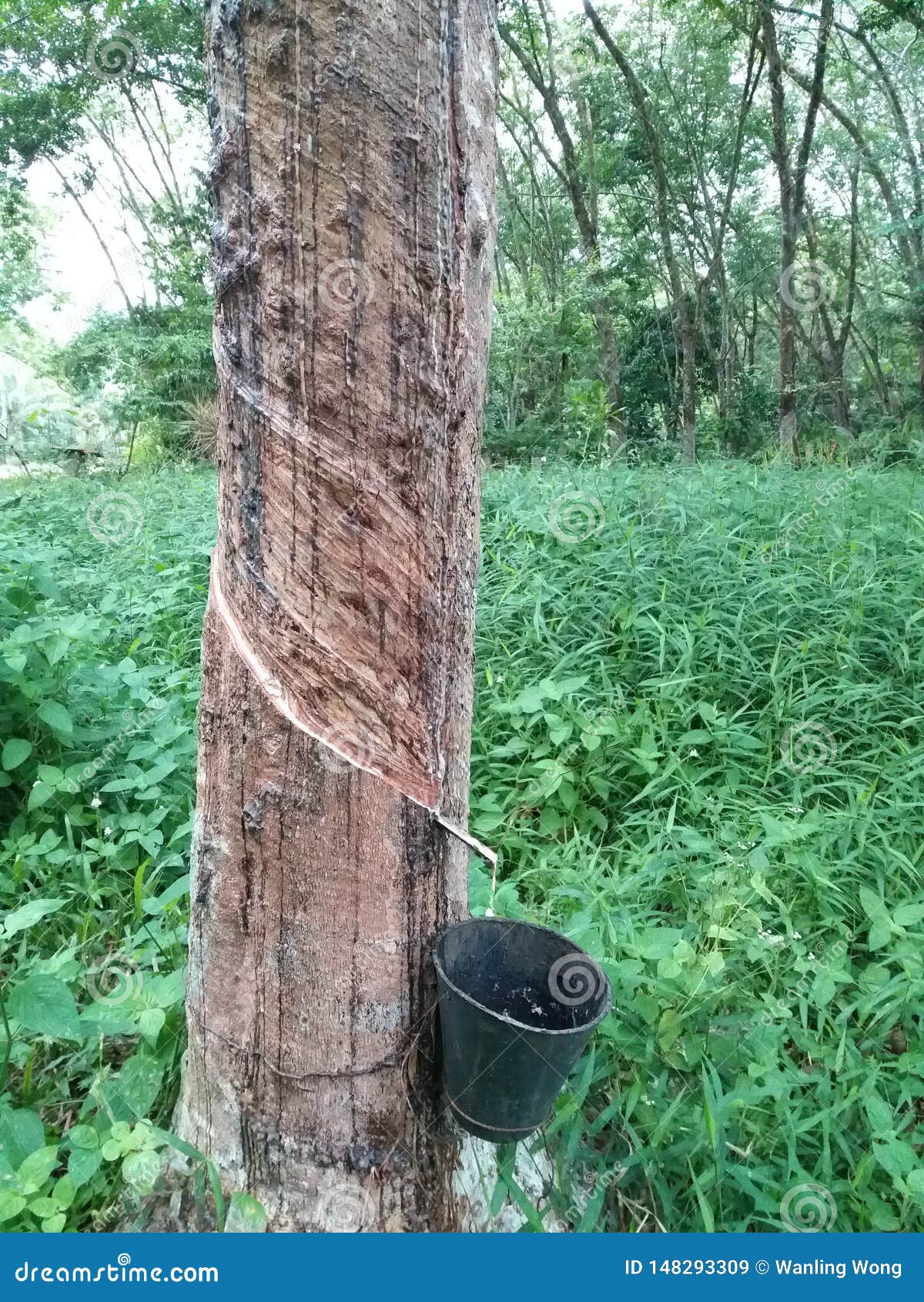Rubber Tree - Hevea Brasiliensis Stock Image - Image of hevea, tabpping ...