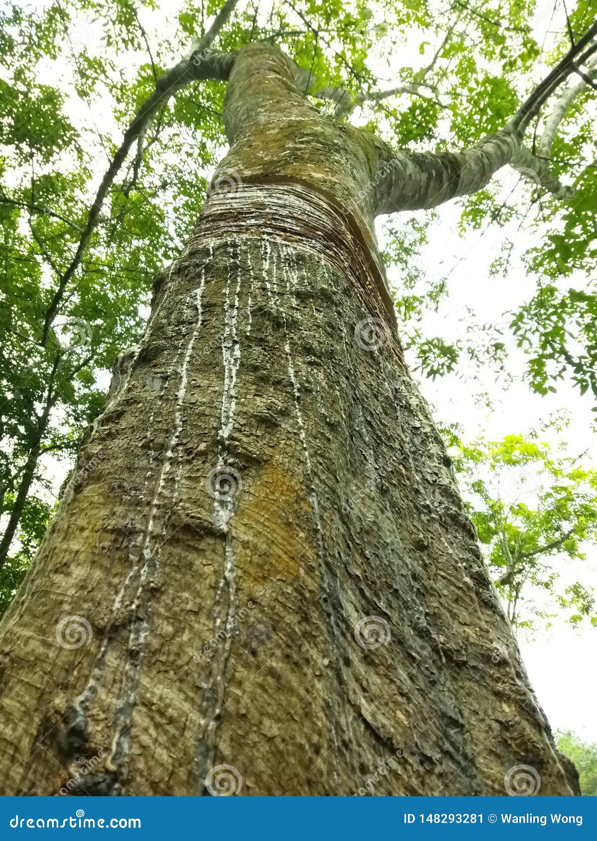 Rubber Tree - Hevea Brasiliensis Stock Image - Image of blue, tree ...
