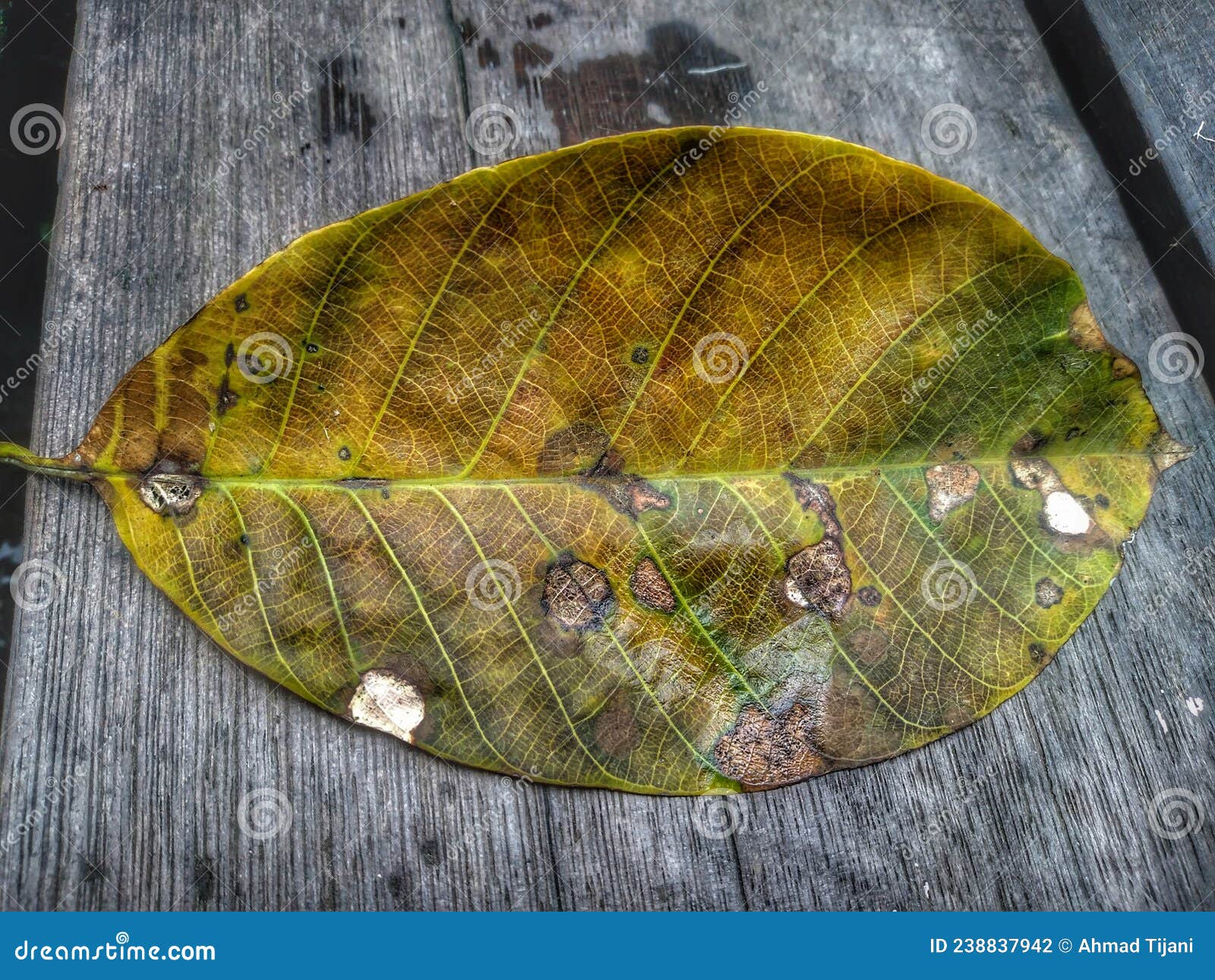 Rubber Tree Leaf Background Image Stock Photo - Image of background ...