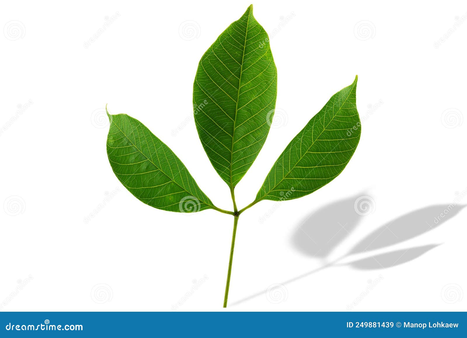 Rubber Tree Leaf on White Background with Clipping Path Stock Image ...
