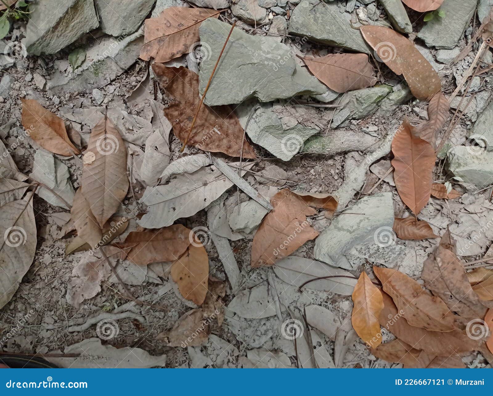 Rubber Tree Leaves Falling on the Ground Stock Image - Image of light ...