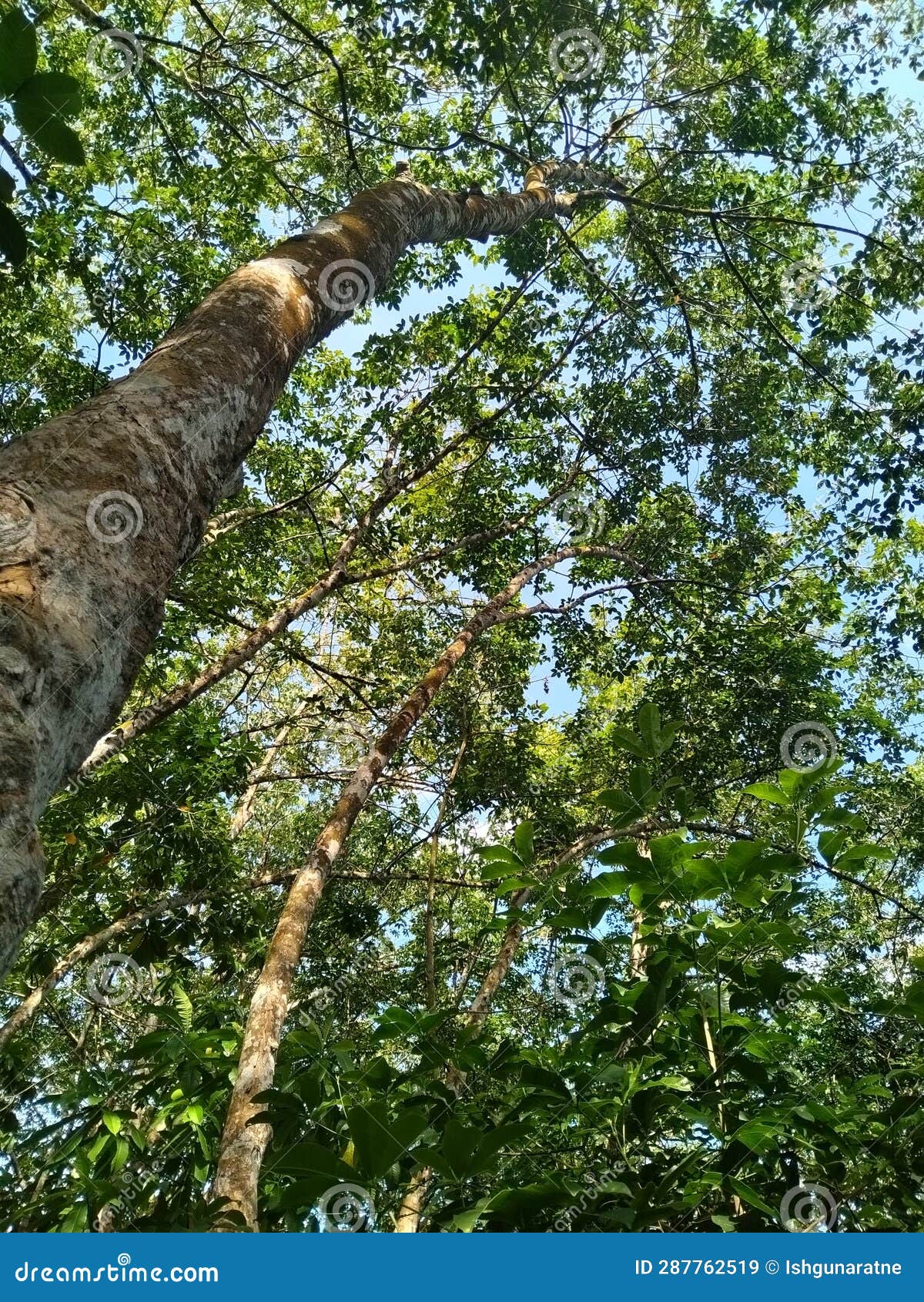 Rubber Tree Leaves Forming the Canopy in a Rubber Tree Plantation ...