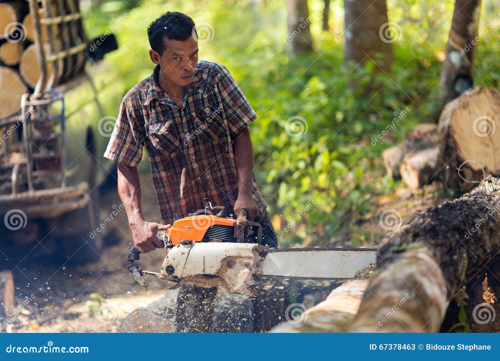 Rubber tree lumberjack editorial stock photo. Image of province - 67378463