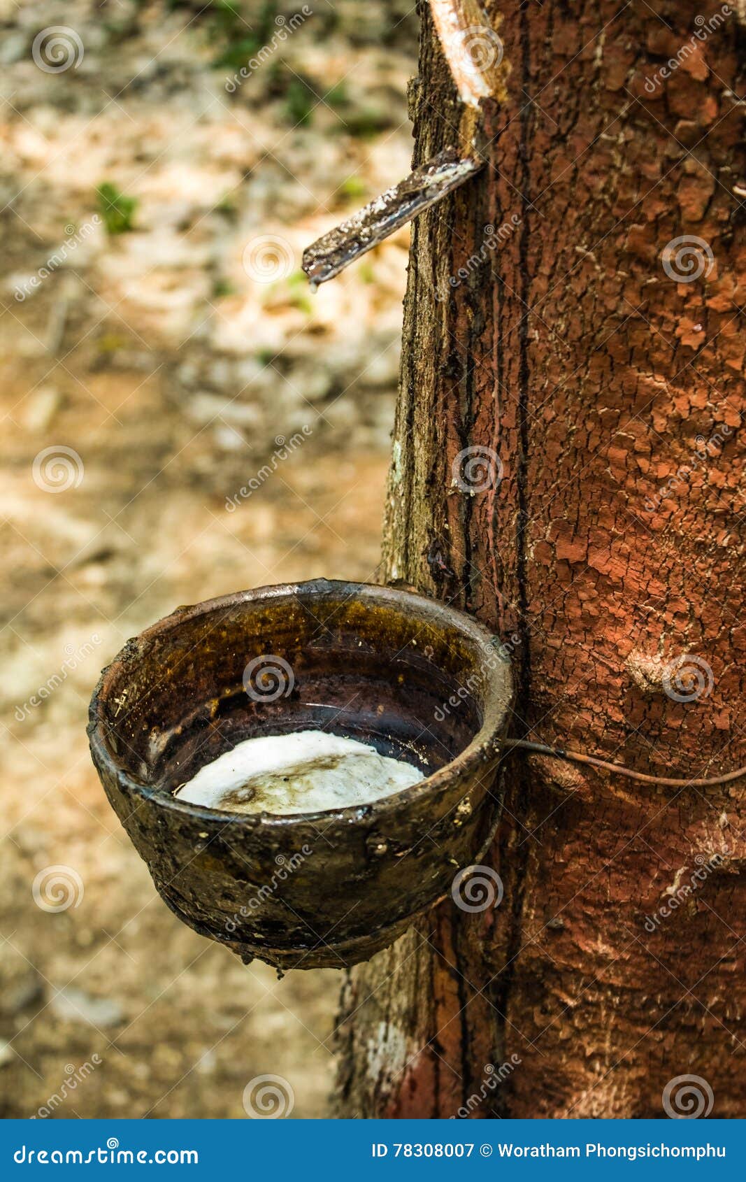Rubber tree making stock image. Image of standing, hevea - 78308007