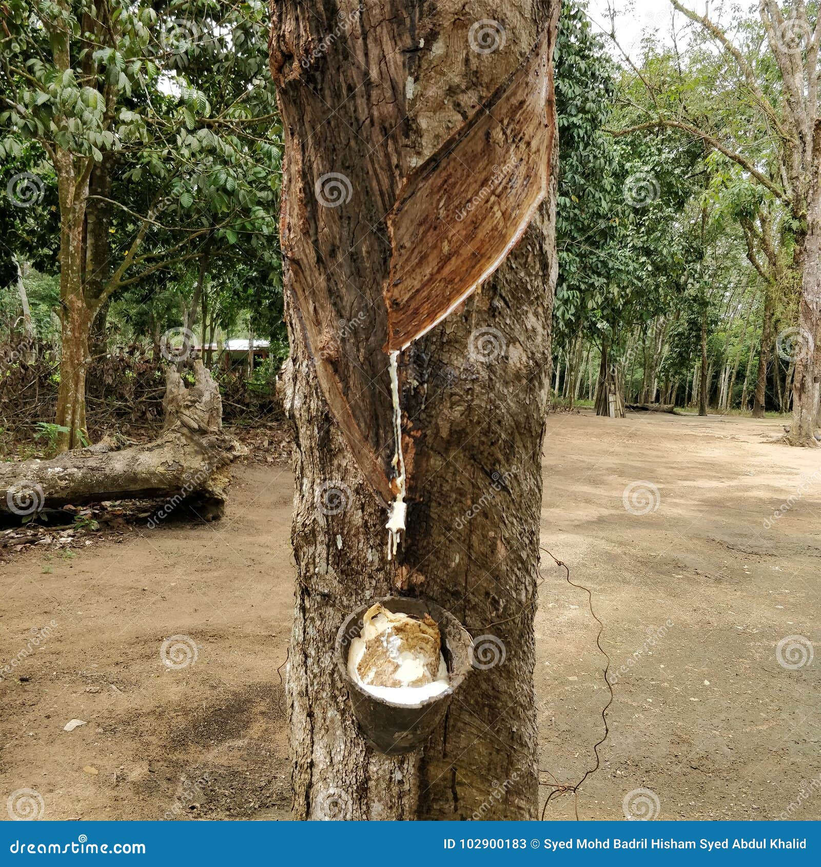Rubber tree stock image. Image of tree, milk, rubber - 102900183