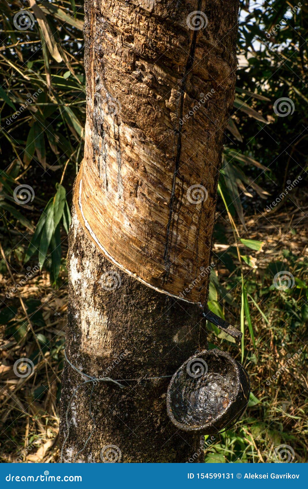 The rubber tree in Myanmar stock image. Image of jungle - 154599131