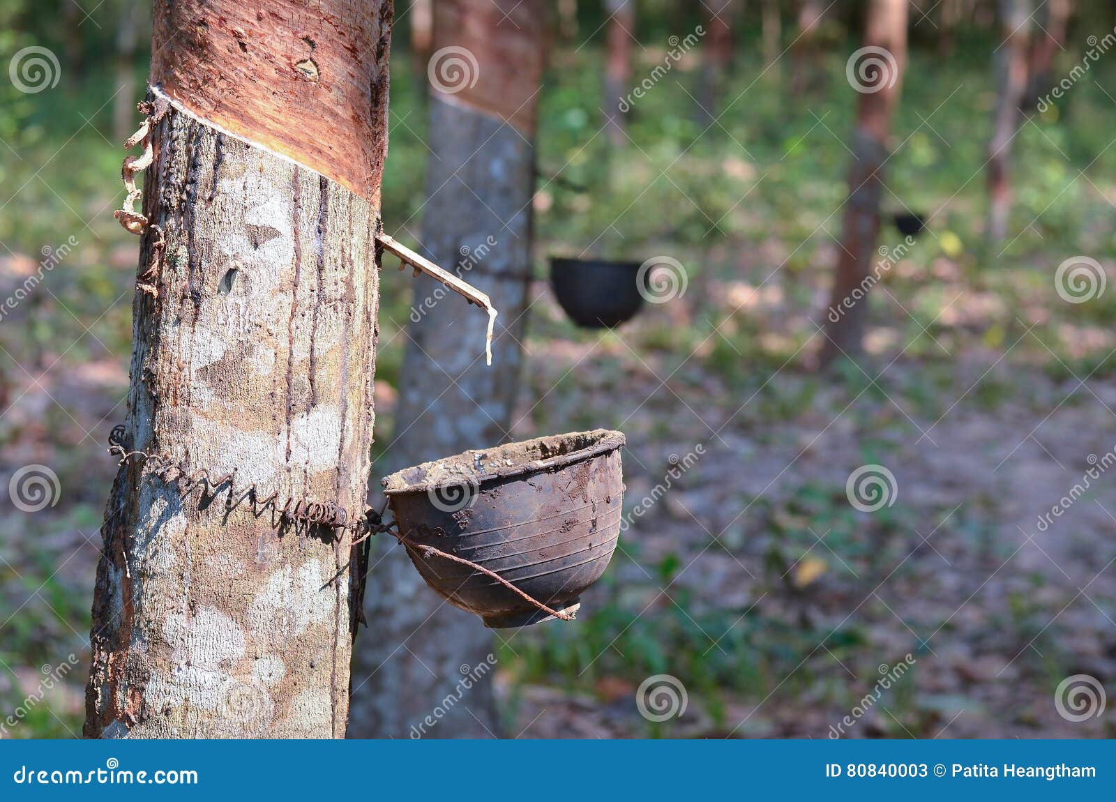 Rubber tree stock image. Image of texture, nature, natural - 80840003