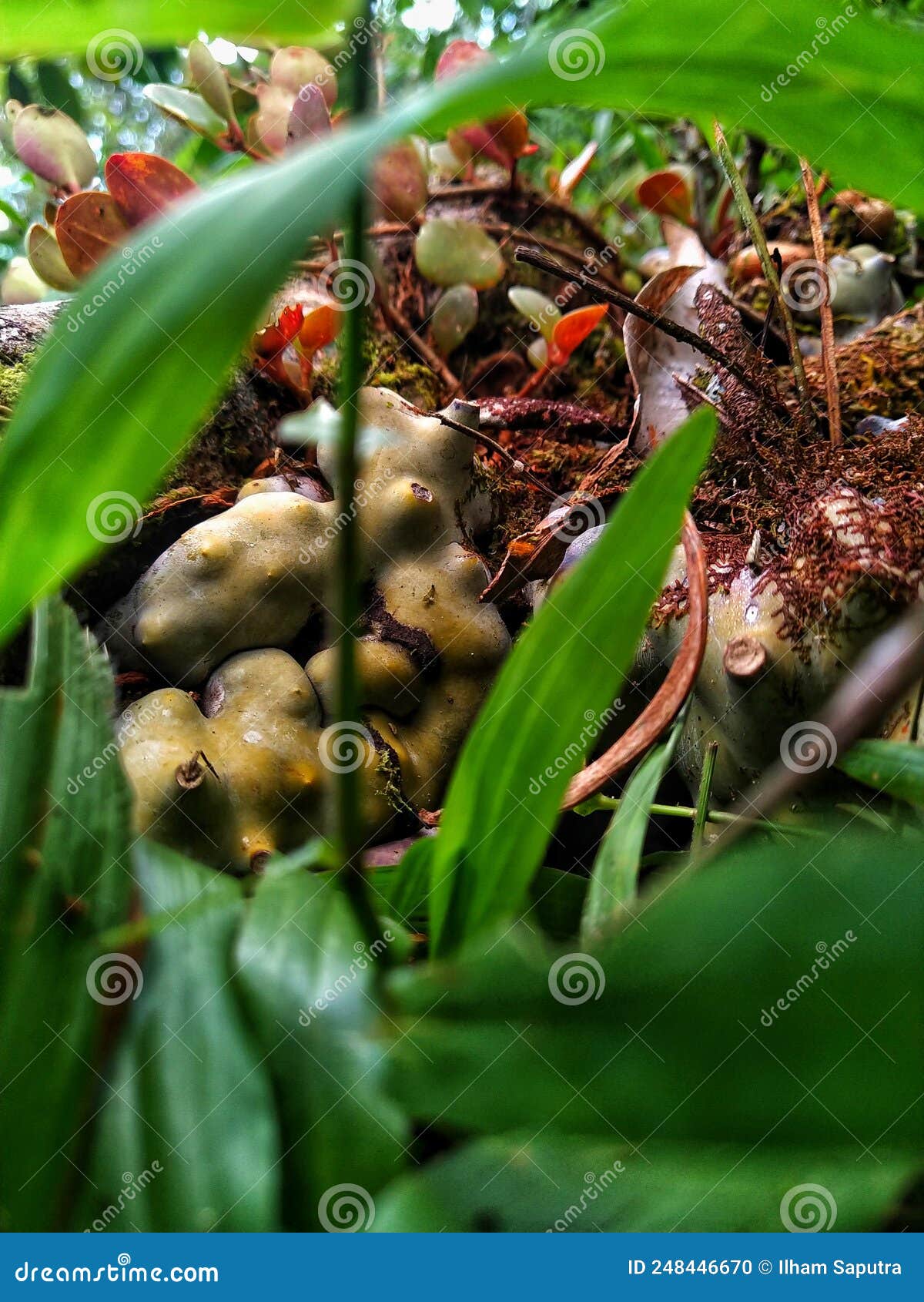 A rubber tree parasite stock photo. Image of tree, forest - 248446670