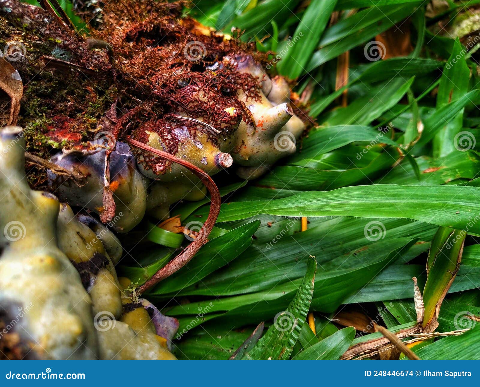 A rubber tree parasite stock photo. Image of produce - 248446674