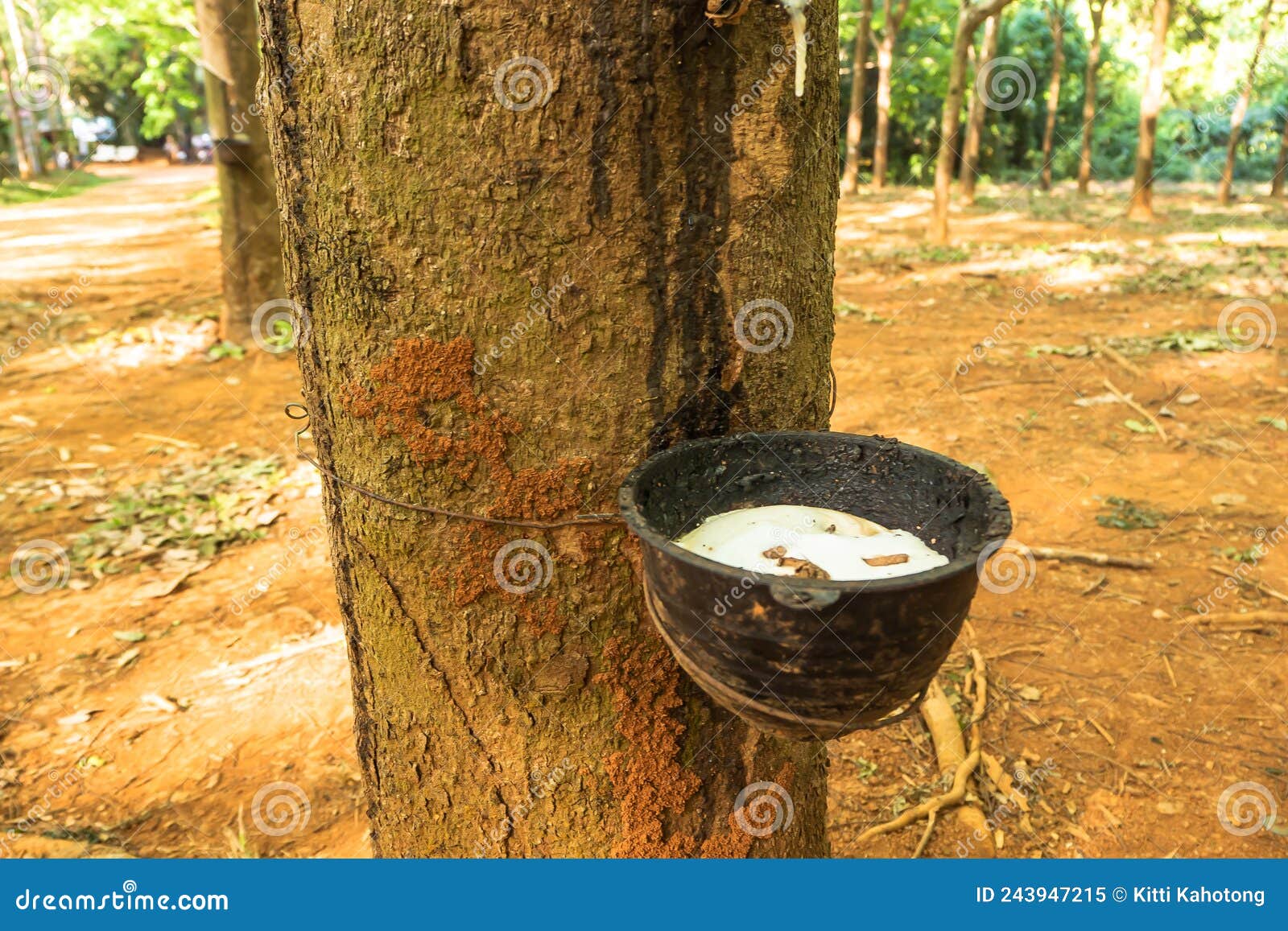 Rubber Tree , Rubber Plantation . Beautiful Trees Line by Rubber Tree ...