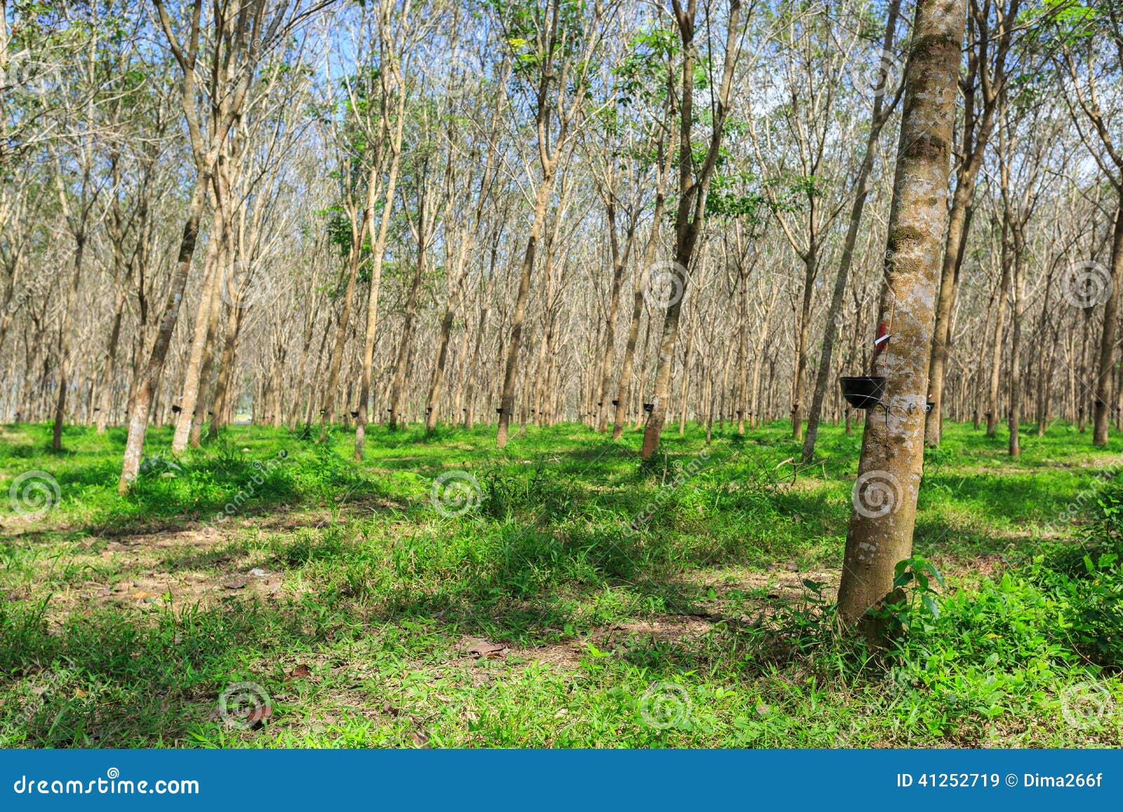 Rubber Tree Plantation with Rows of Trees Stock Image - Image of forest ...