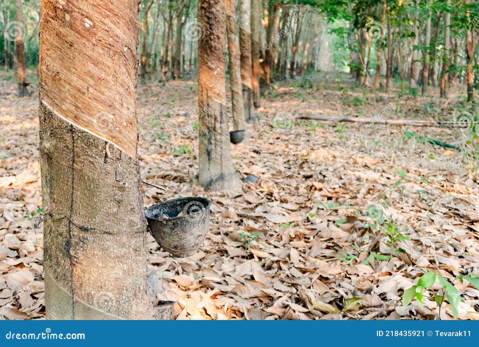 Rubber Tree and Plastic Bowl Filled with Latex in Rubber Plantation ...