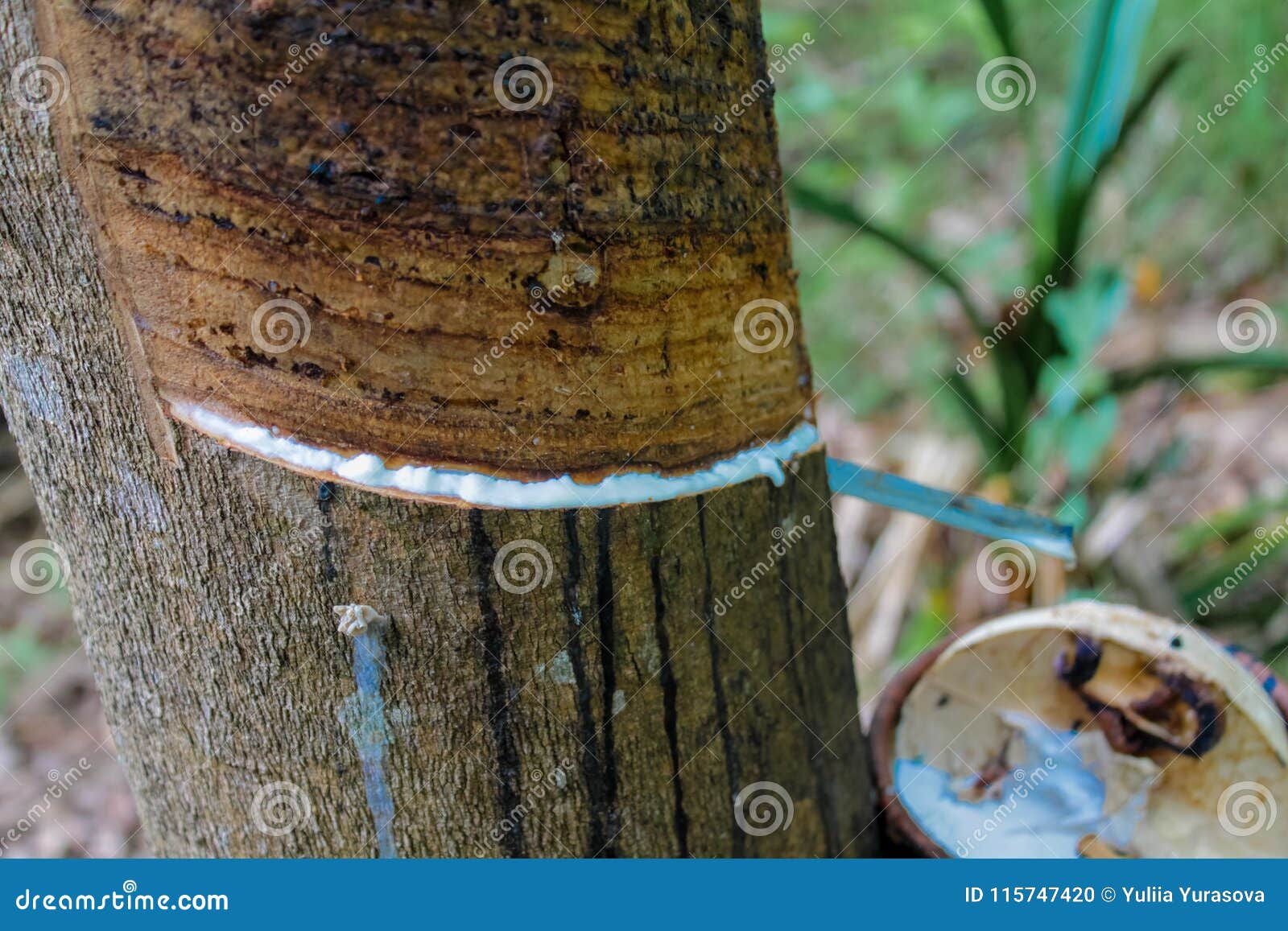 Rubber Tree with a Pot on the Trunk Stock Photo - Image of dragon ...