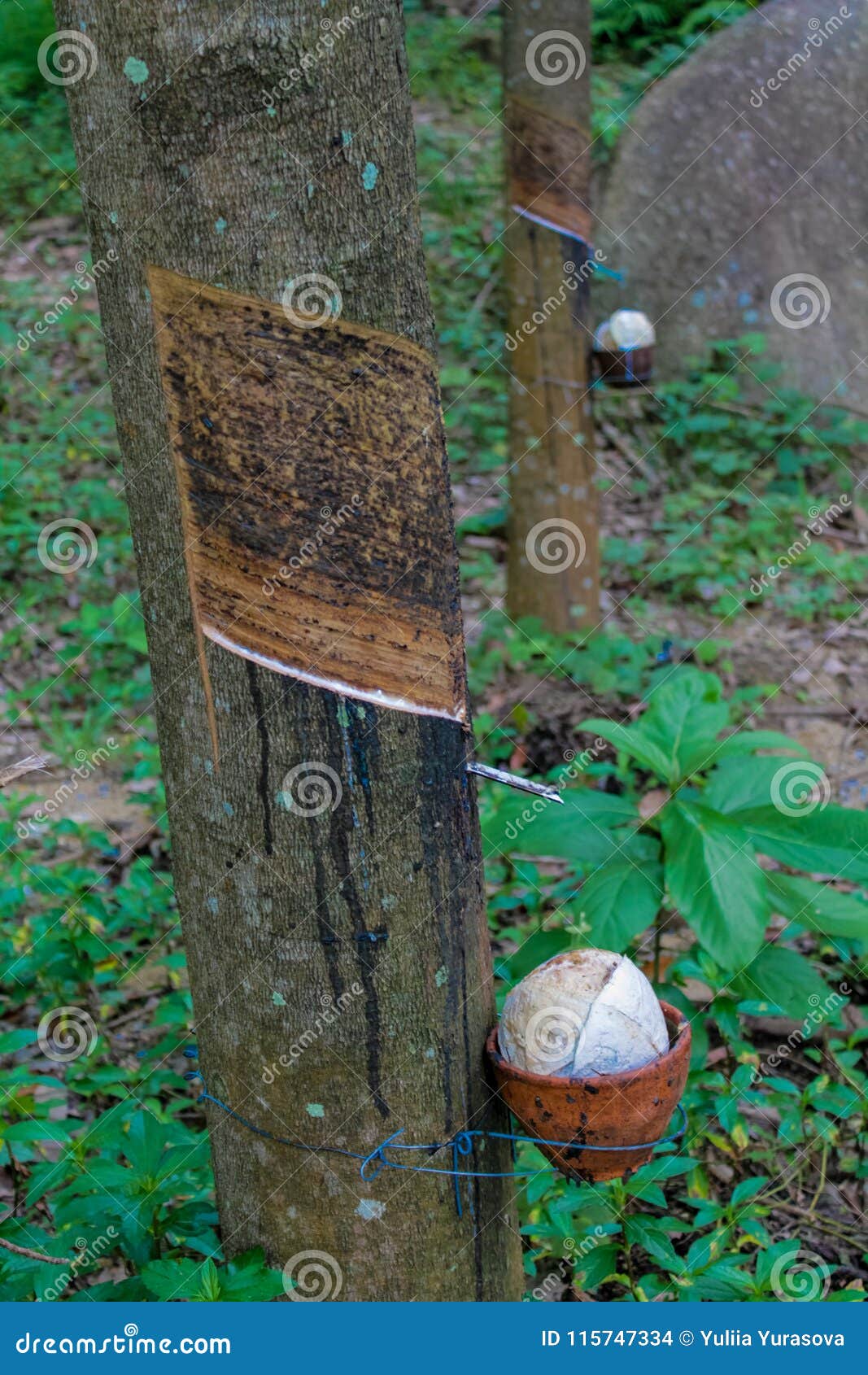 Rubber Tree with a Pot on the Trunk Stock Photo - Image of green ...