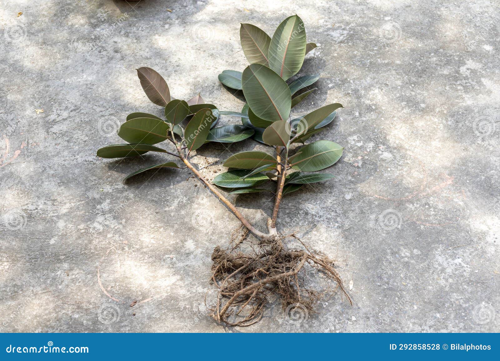Rubber Tree with Roots High Angle View Stock Photo - Image of ...