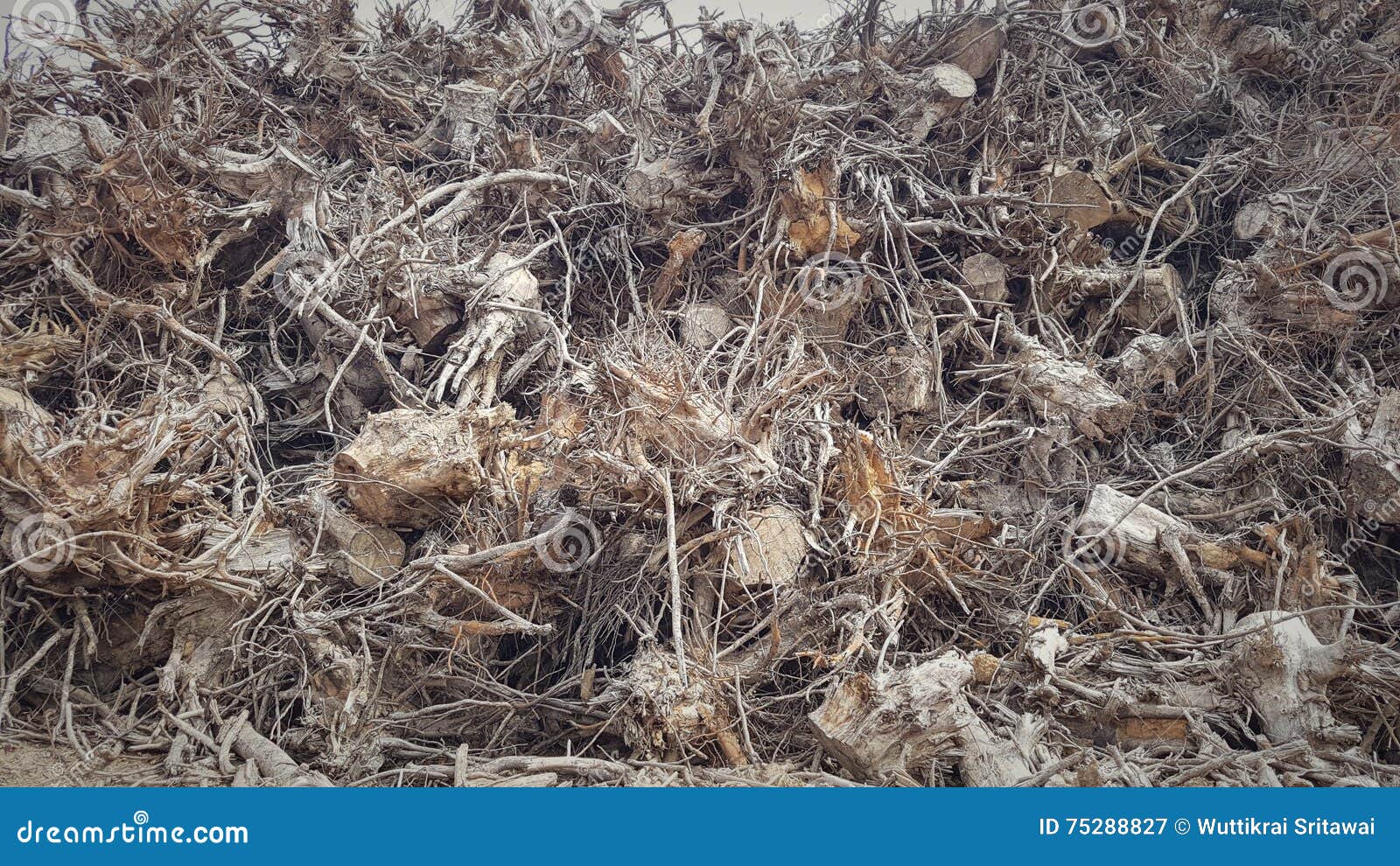 Rubber tree roots stock image. Image of tree, scrap, roots - 75288827
