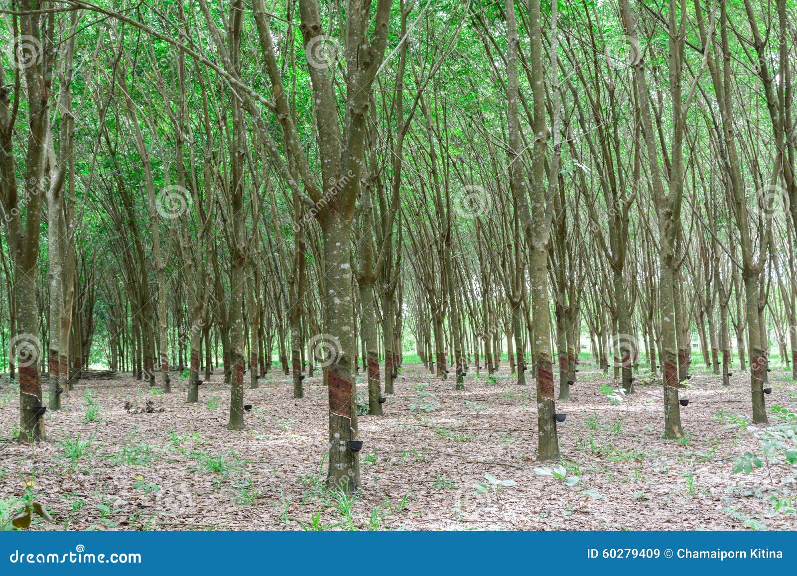 Rubber Tree Row Agricultural Stock Image - Image of flora, branch: 60279409