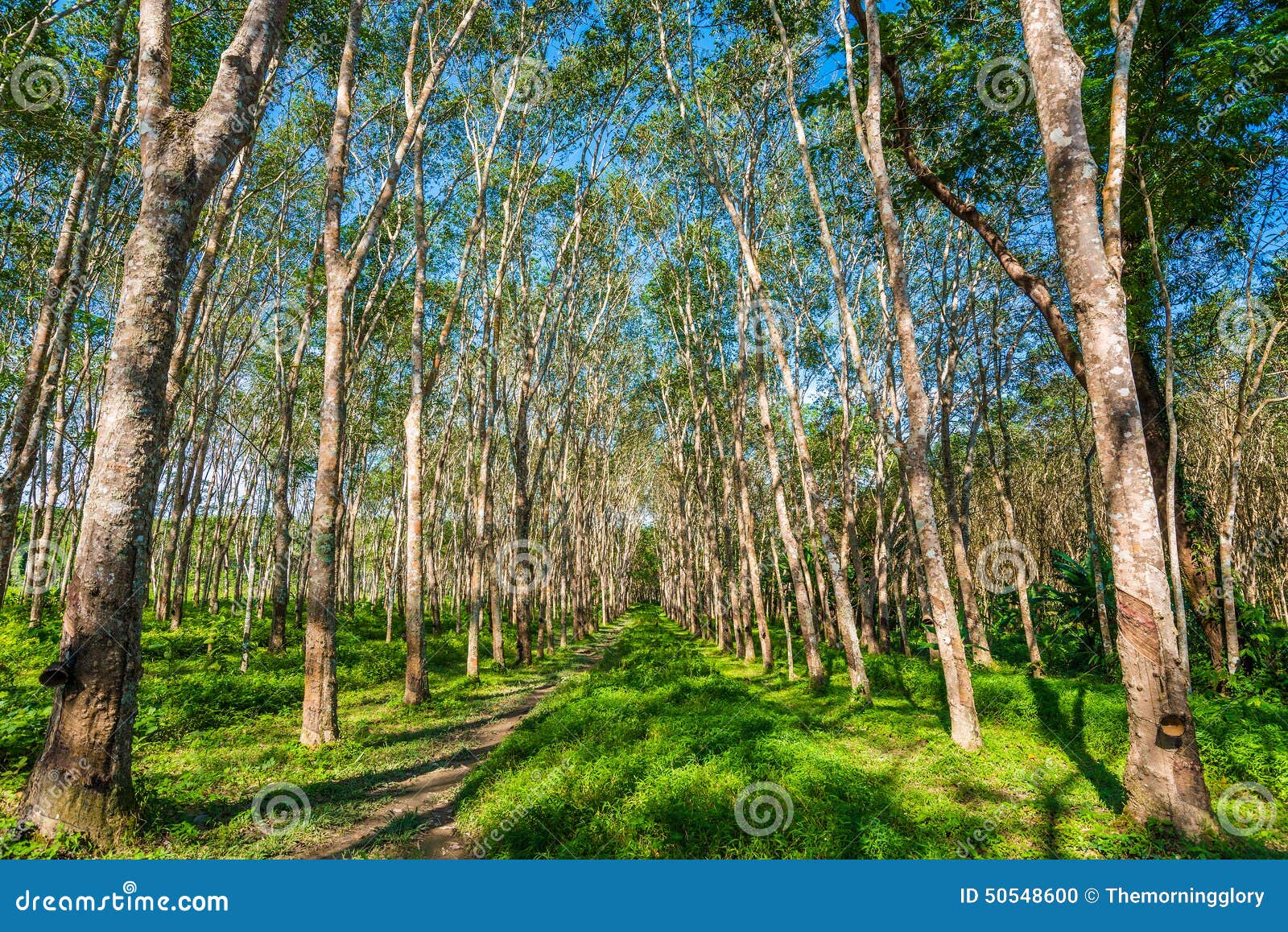 Rubber Tree Row with Blue Sky Stock Photo - Image of flora, agriculture ...