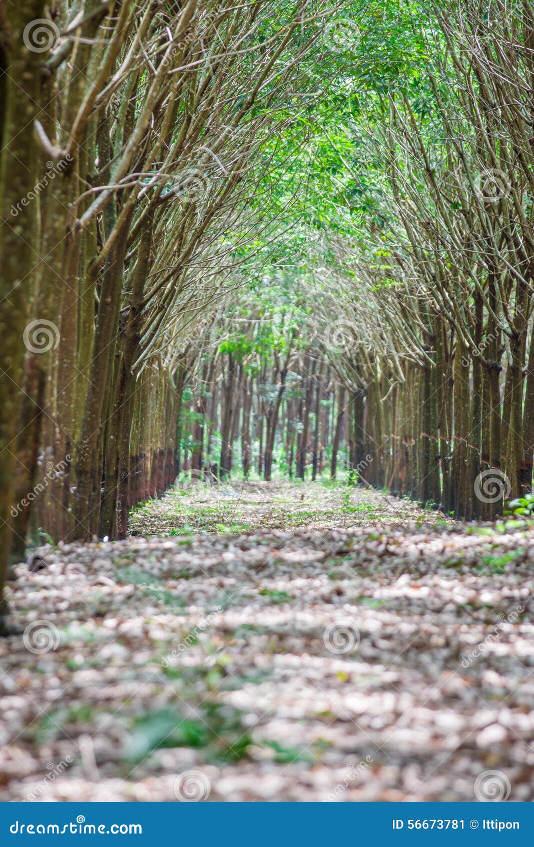 Rubber tree stock image. Image of tropical, path, para - 56673781