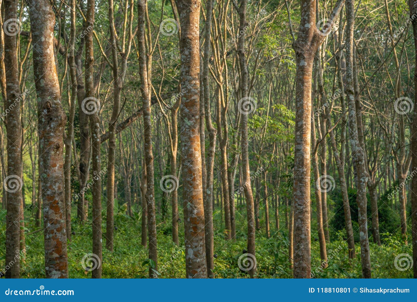 Rubber tree in row stock image. Image of beauty, plantation - 118810801