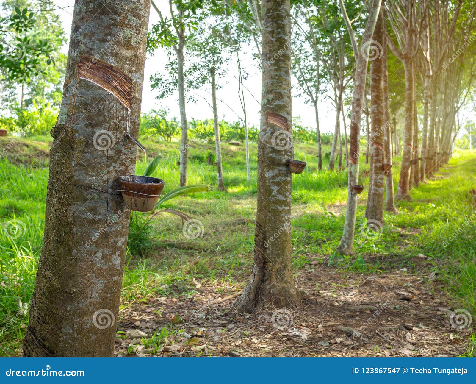 Rubber tree stock image. Image of forest, plant, leaf - 123867547