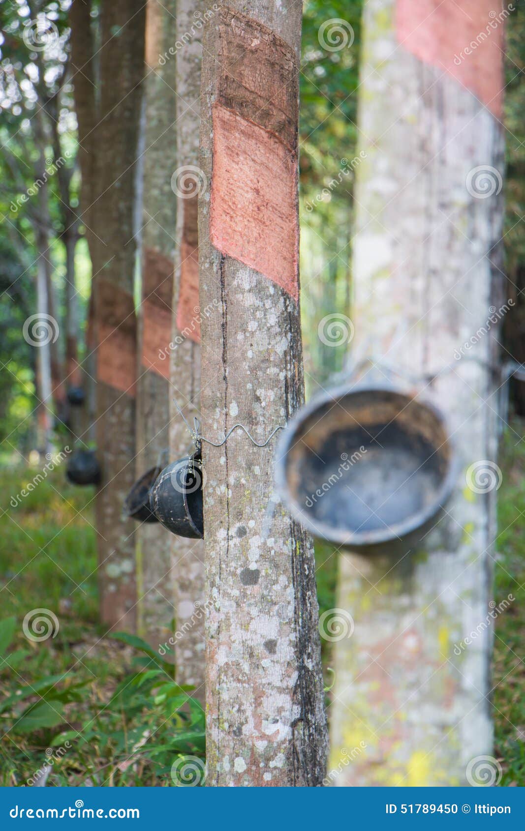 Rubber tree stock photo. Image of harvesting, material - 51789450