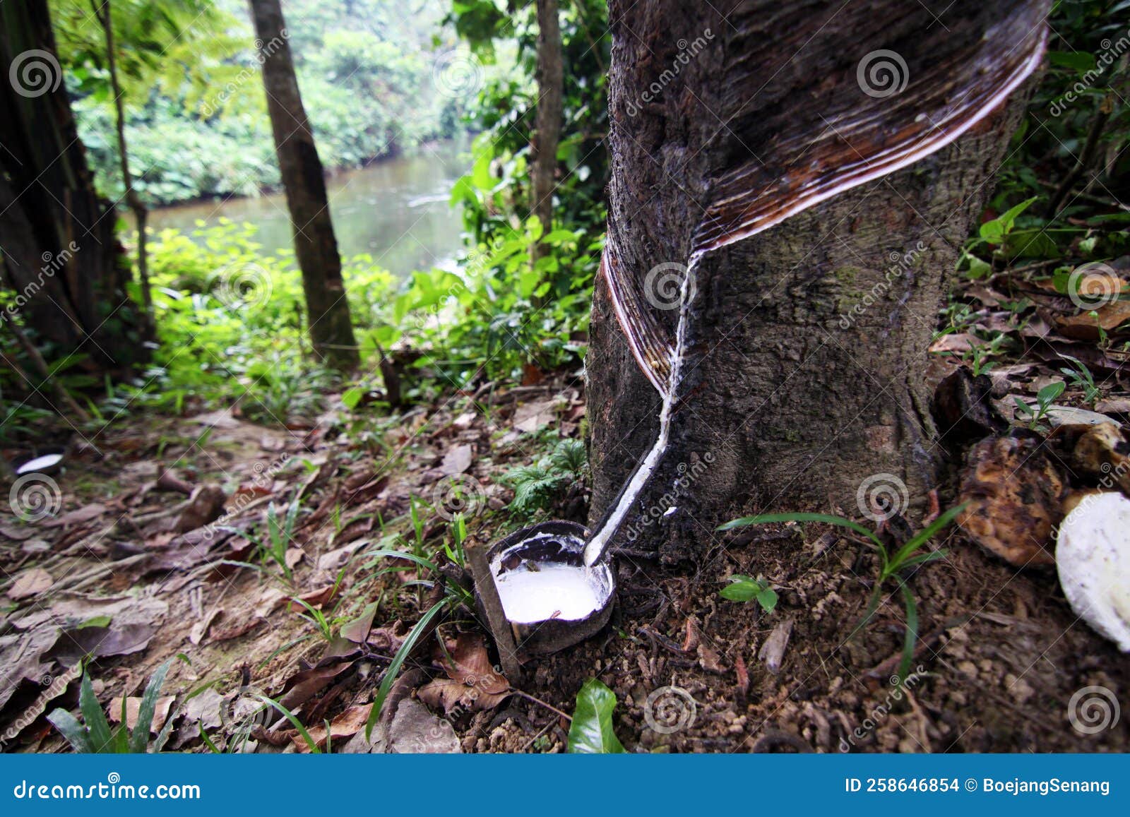 Rubber trees stock photo. Image of trees, rubber, latex - 258646854