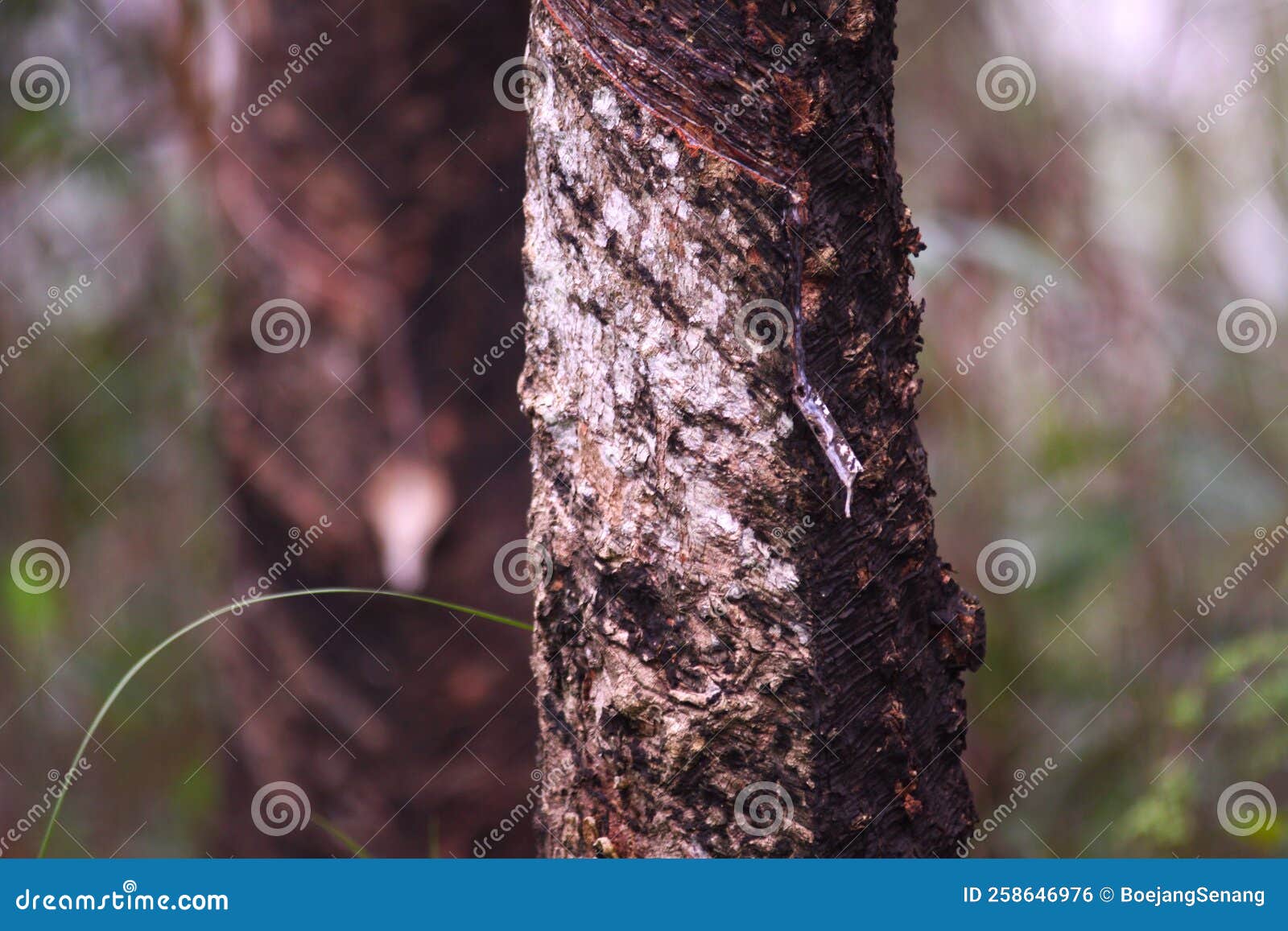 Rubber Trees Industrial Plant Stock Photo - Image of tree, nature ...