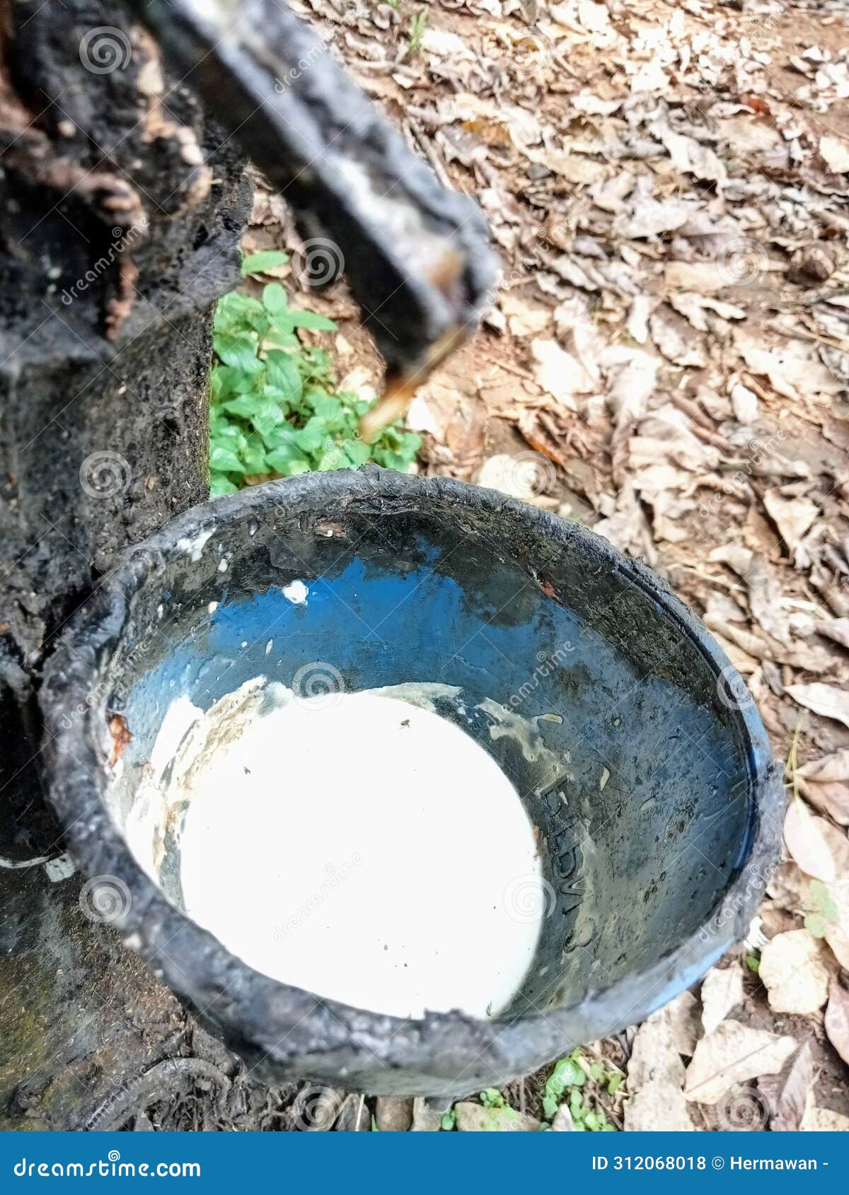 Rubber tree sap stock photo. Image of rubber, buisnis - 312068018