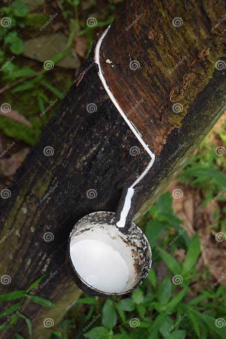 Rubber tree sap stock image. Image of plant, natural - 105906161